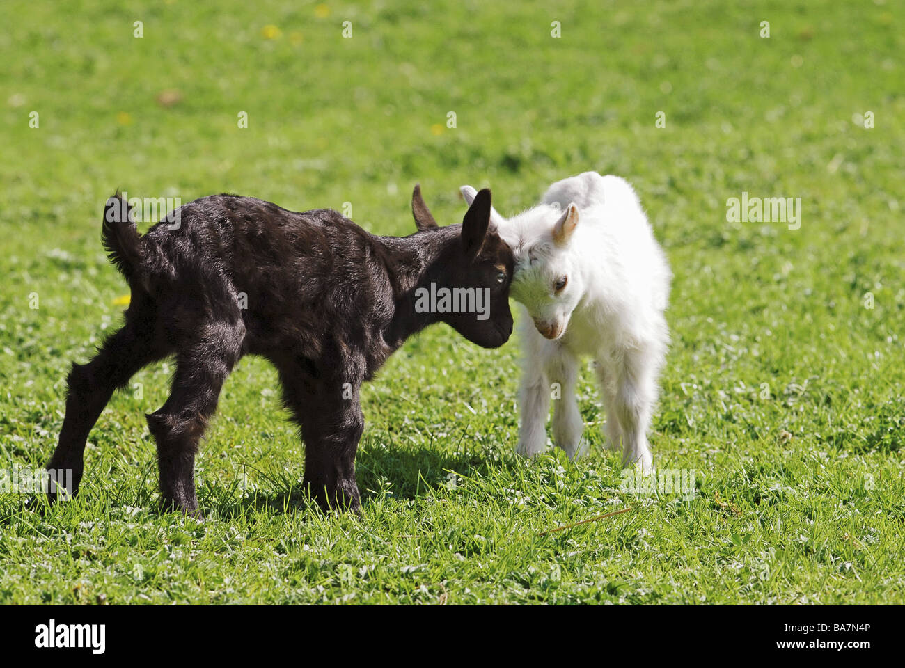 two young goats - playing Stock Photo - Alamy