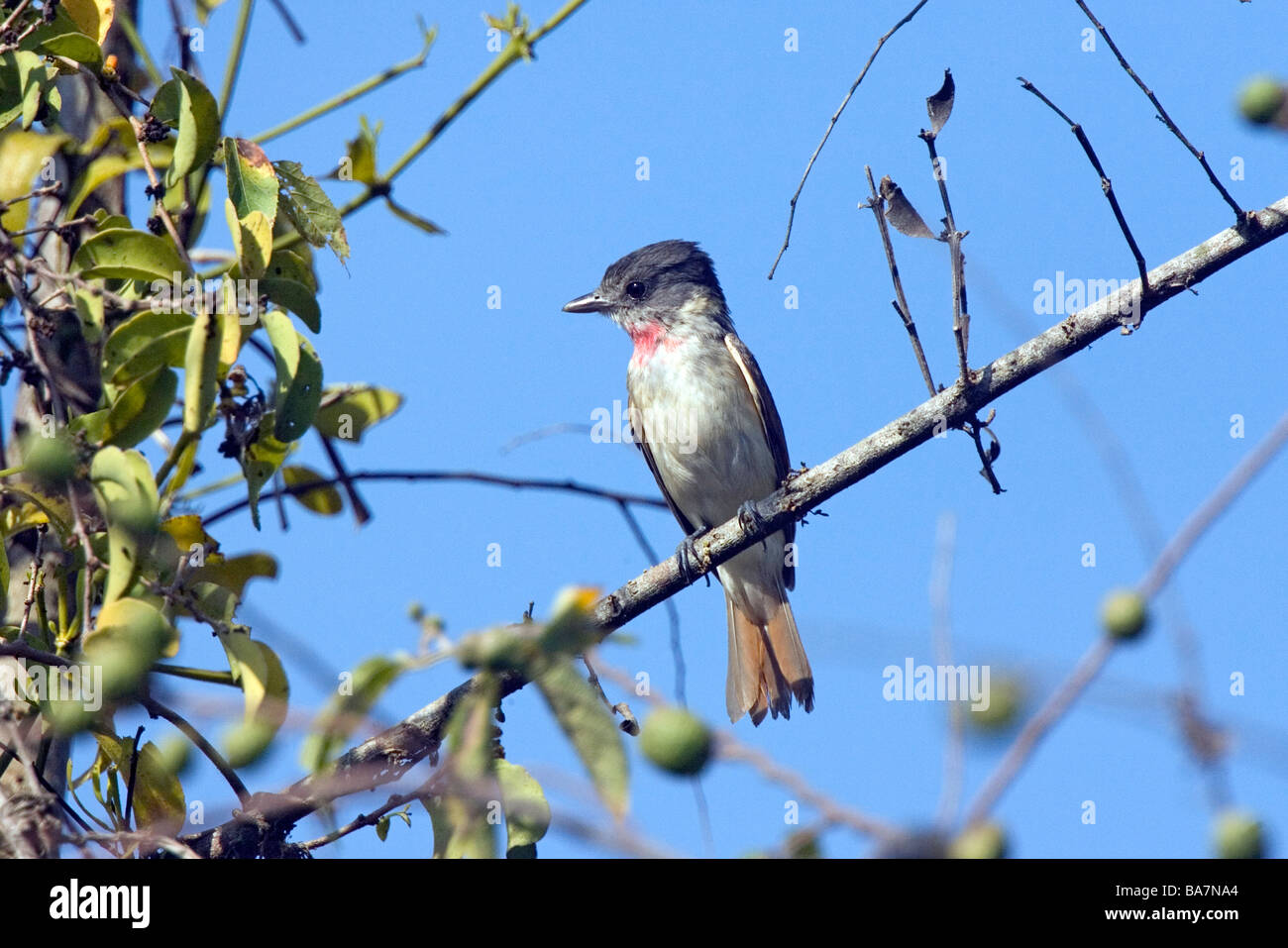 Becard High Resolution Stock Photography and Images - Alamy