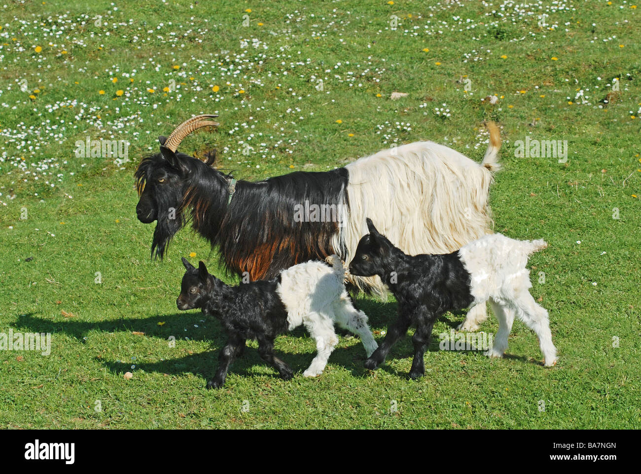 Valais blackneck goat hi-res stock photography and images - Alamy