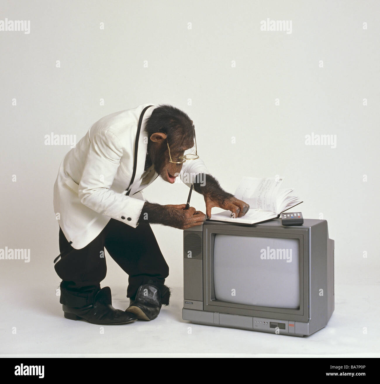 Chimpanzee with TV / Pan troglodytes Stock Photo - Alamy