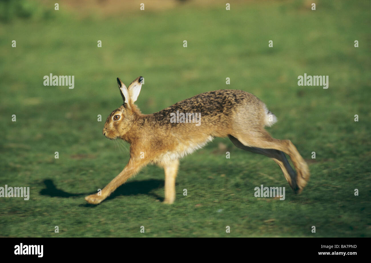 Walking hare hi-res stock photography and images - Alamy