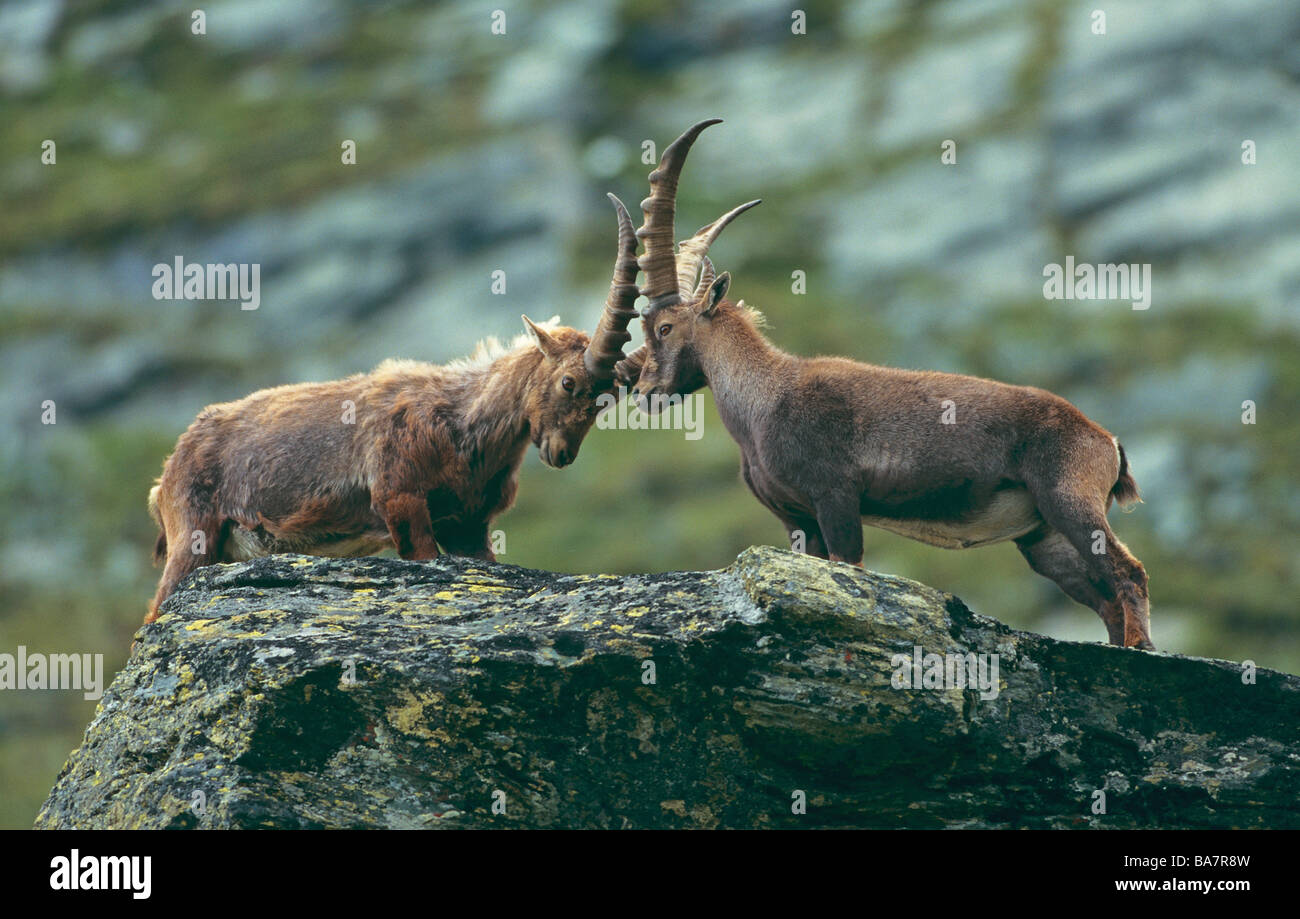 Alpine ibexes capra ibex fighting hi-res stock photography and images ...