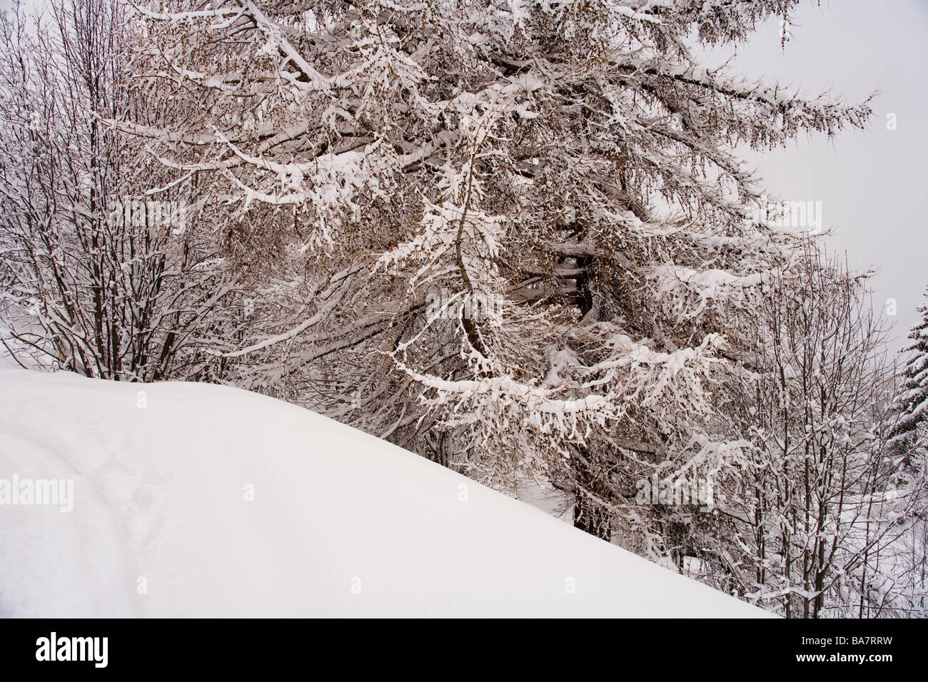 Alpine forest hi-res stock photography and images - Alamy