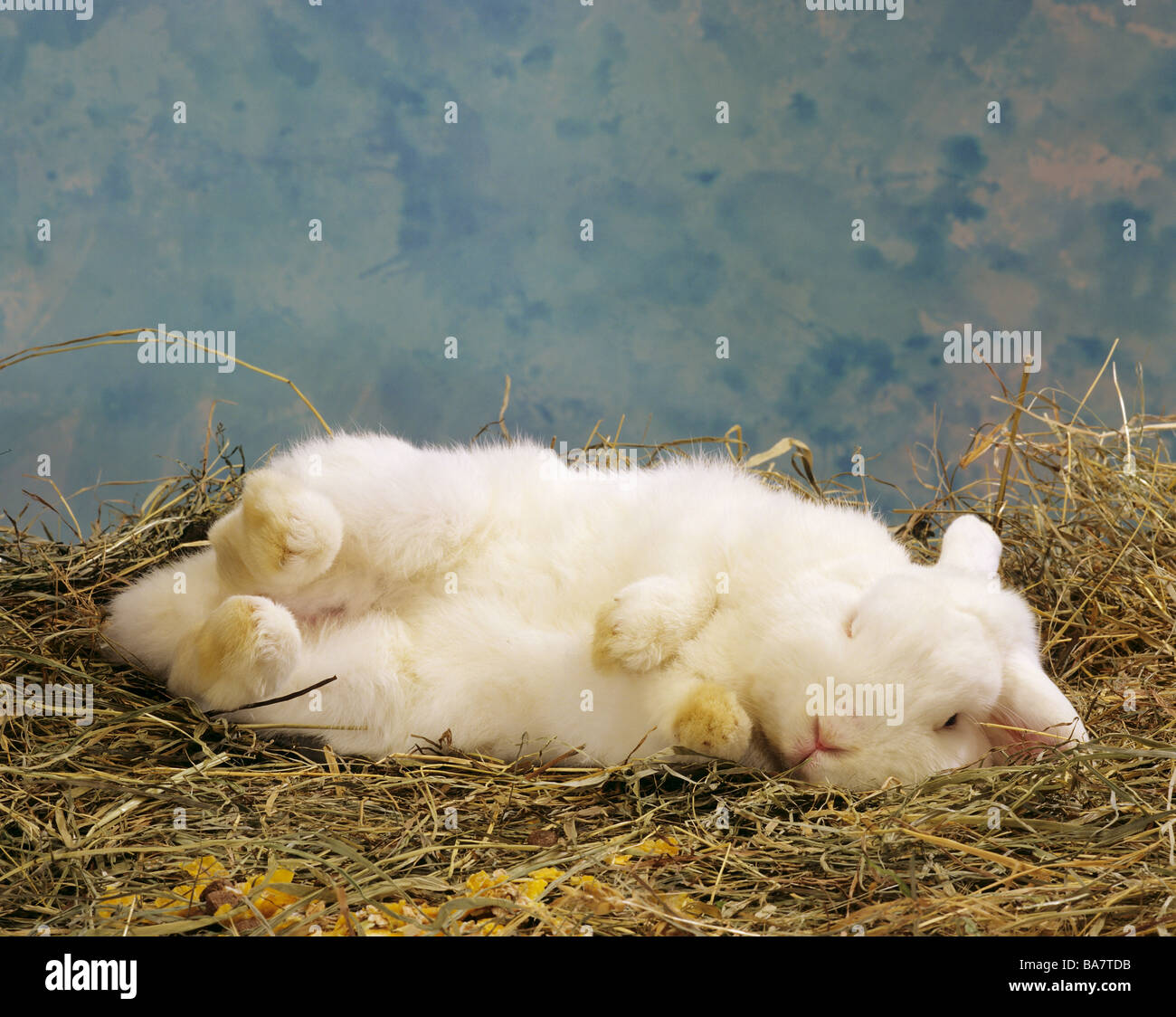 Baby Bunny Rabbits Sleeping