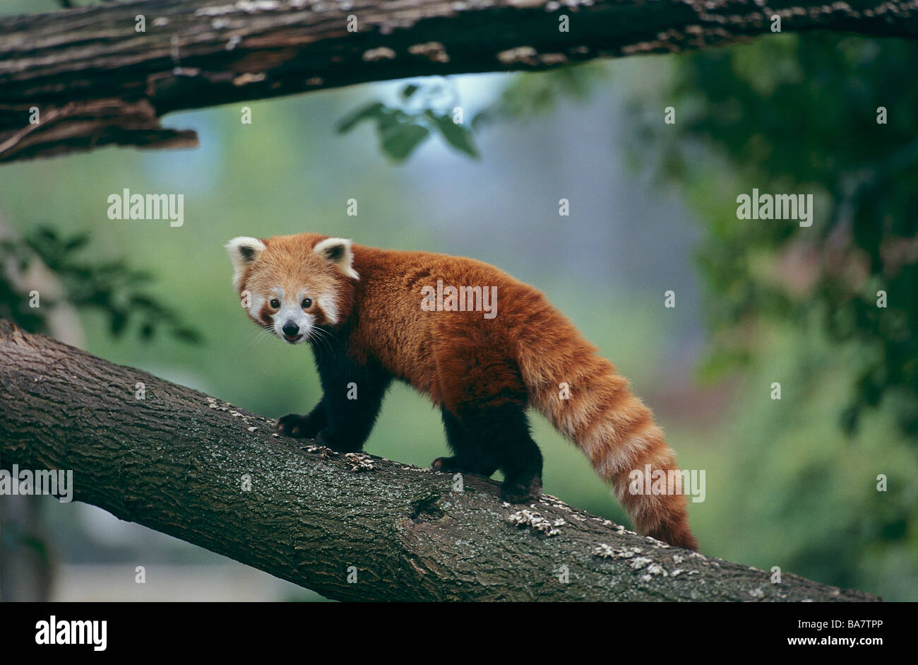 Lesser panda stand hi-res stock photography and images - Alamy