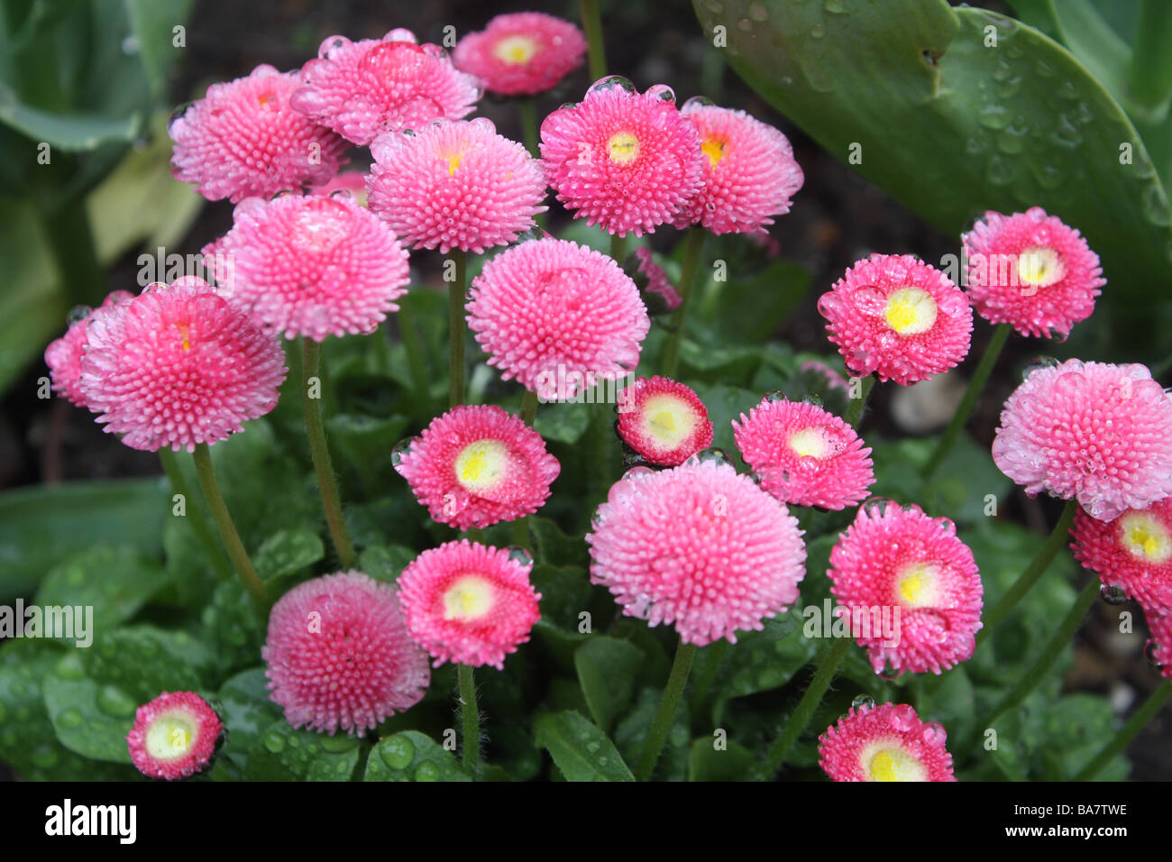 Pomponette hi-res stock photography and images - Alamy