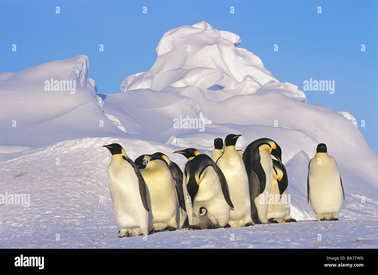 Emperor penguin cubs hi-res stock photography and images - Alamy