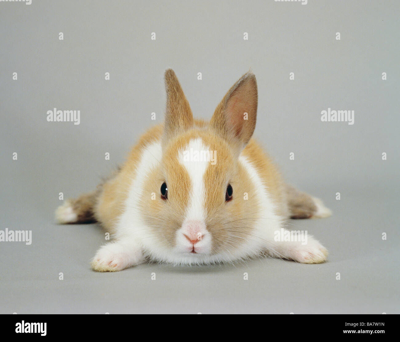 young dwarf rabbit - lying Stock Photo - Alamy