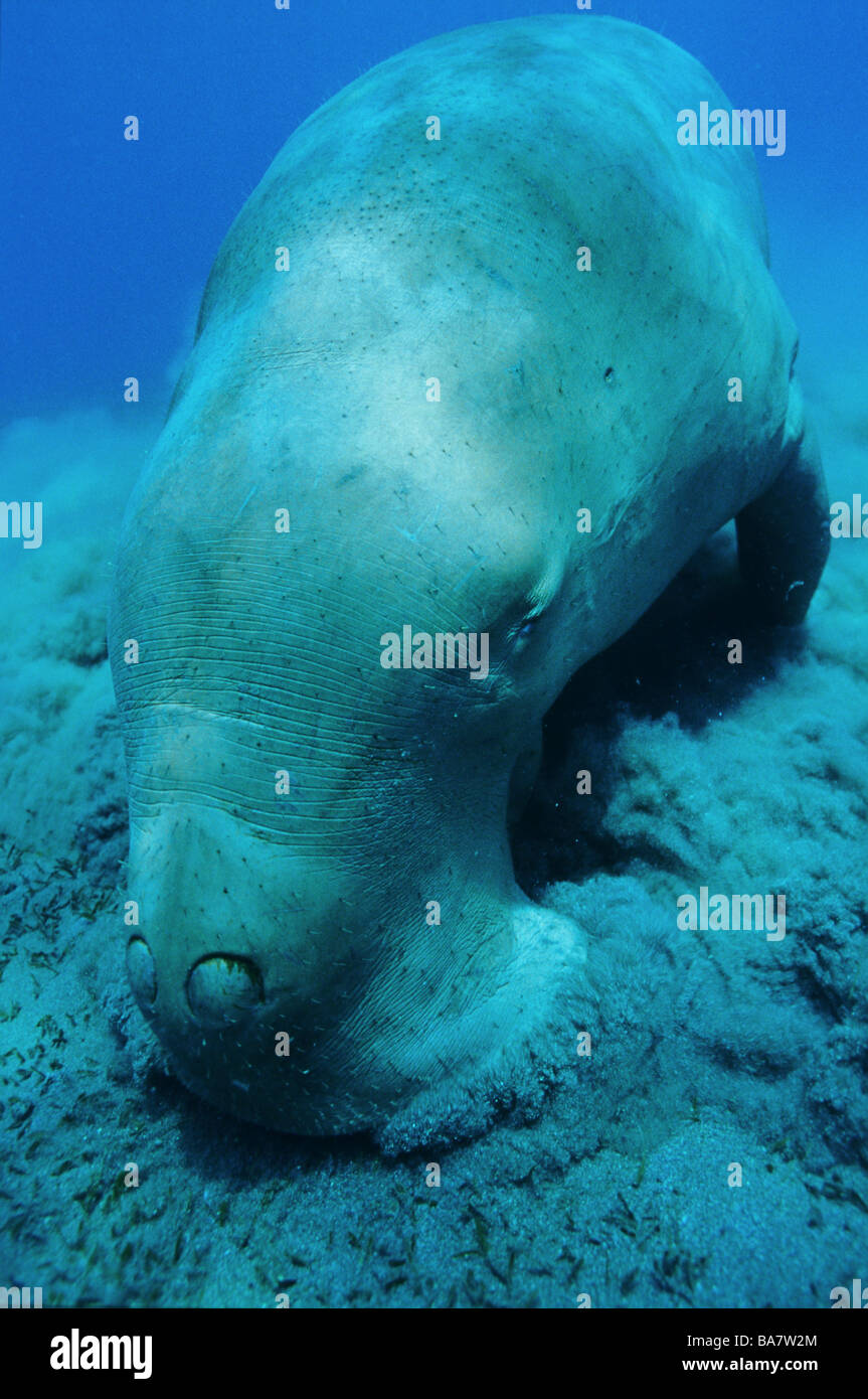 Dugong dugon feeding hi-res stock photography and images - Alamy