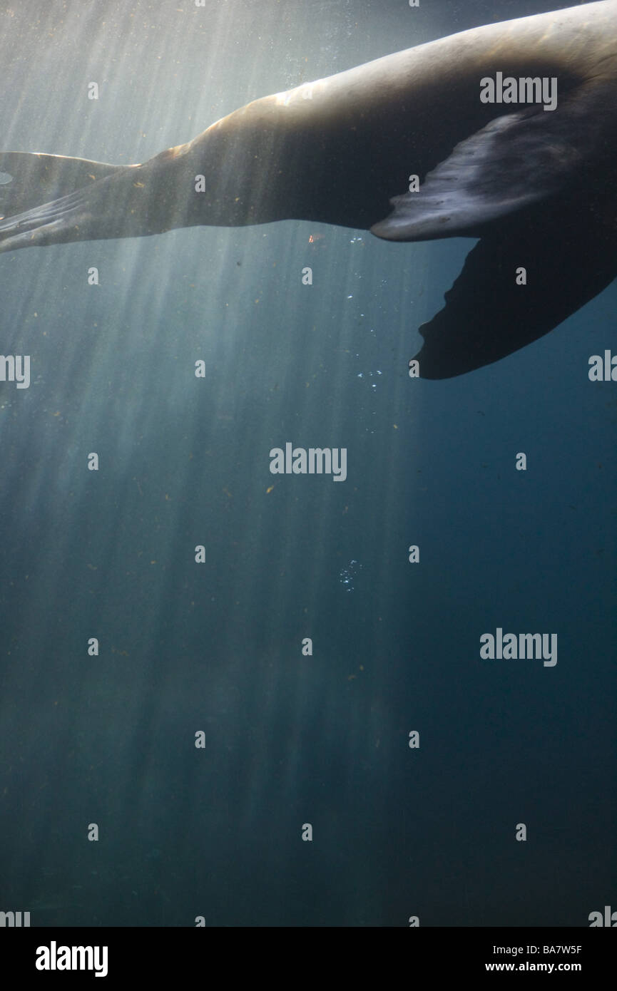 Underwater reception hi-res stock photography and images - Alamy