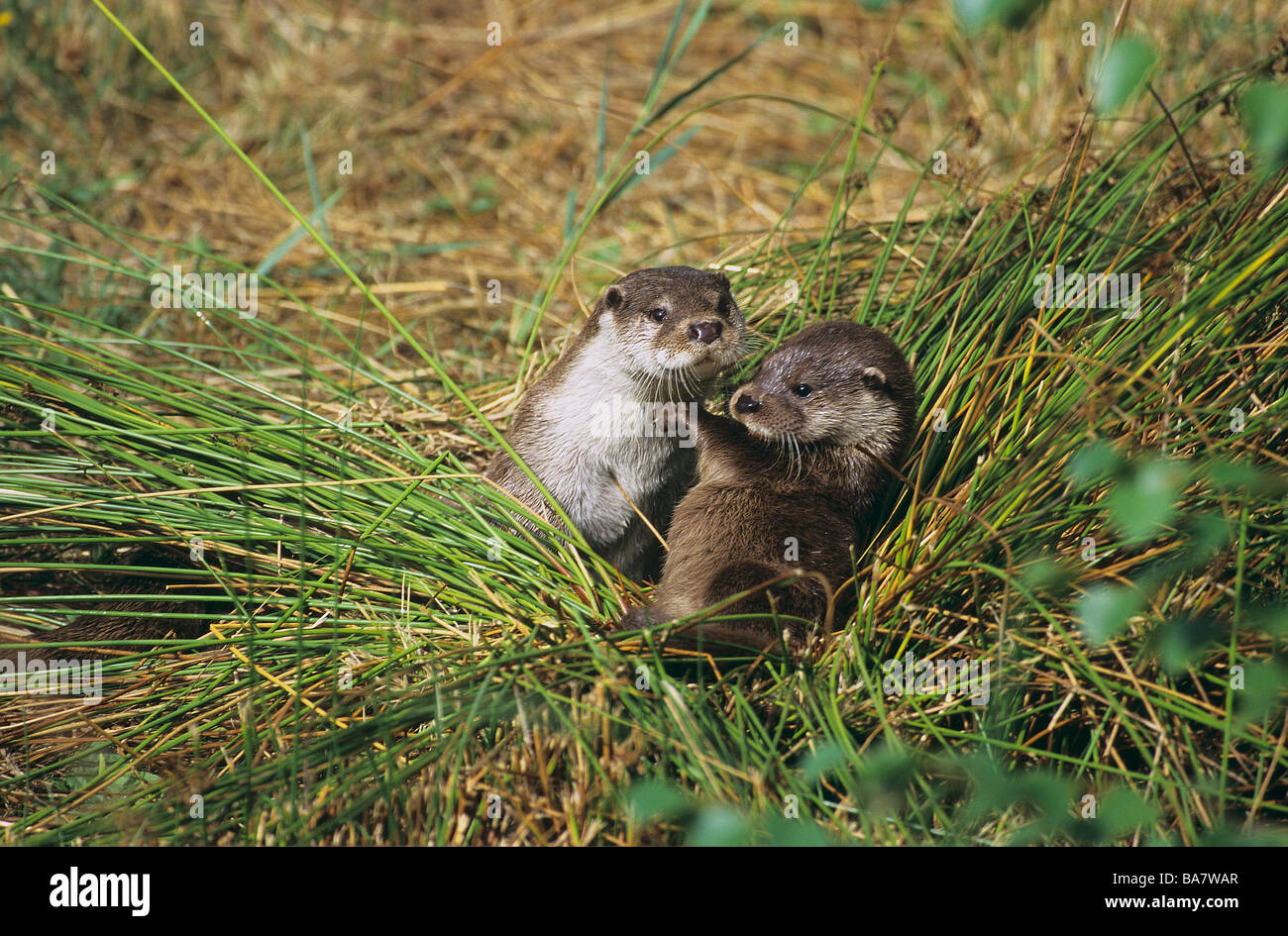 Baby European Otter