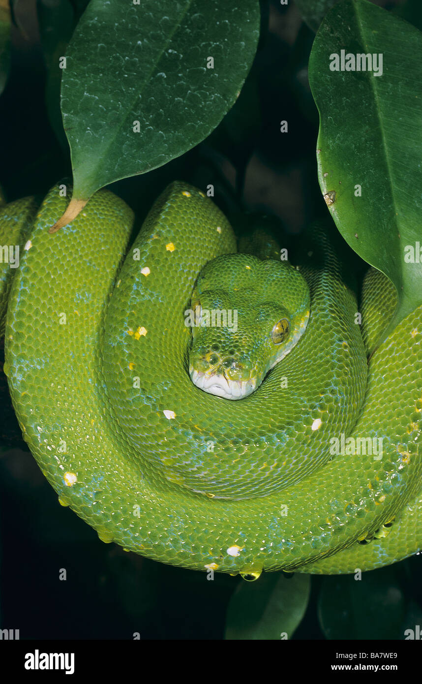 Red-tailed Green Ratsnake on tree / Gonyosoma oxycephalum Stock Photo ...
