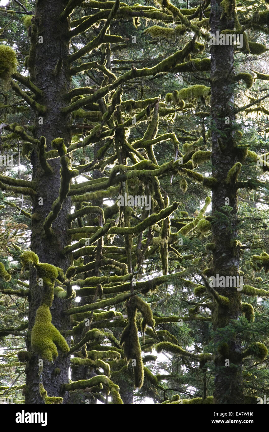 USA Alaska Kodiak Iceland forest Pacific firs branches moss grows over ...