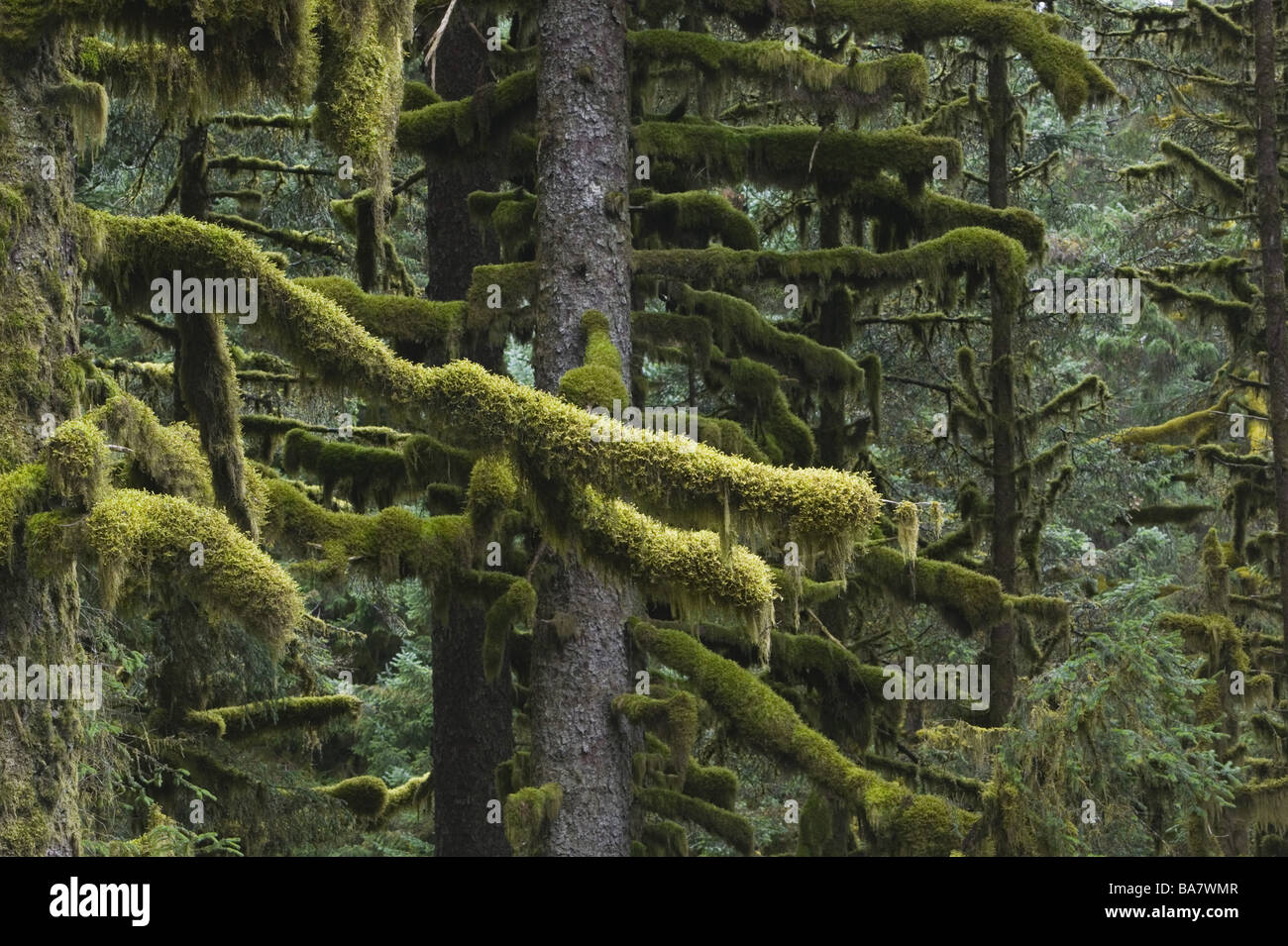 USA Alaska Kodiak Iceland forest Pacific firs branches moss grows over ...