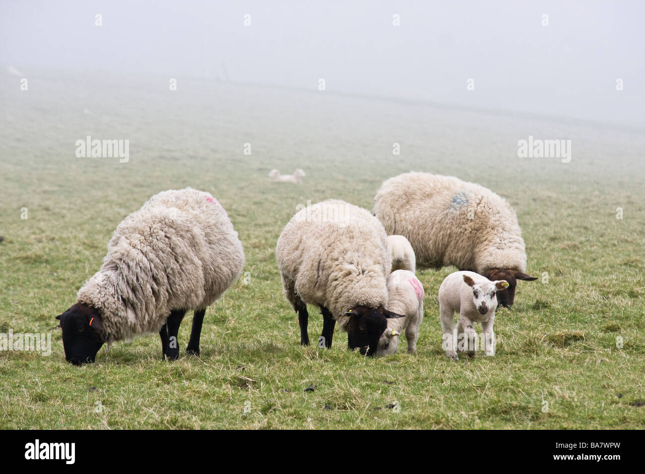 Sheep family hi-res stock photography and images - Alamy
