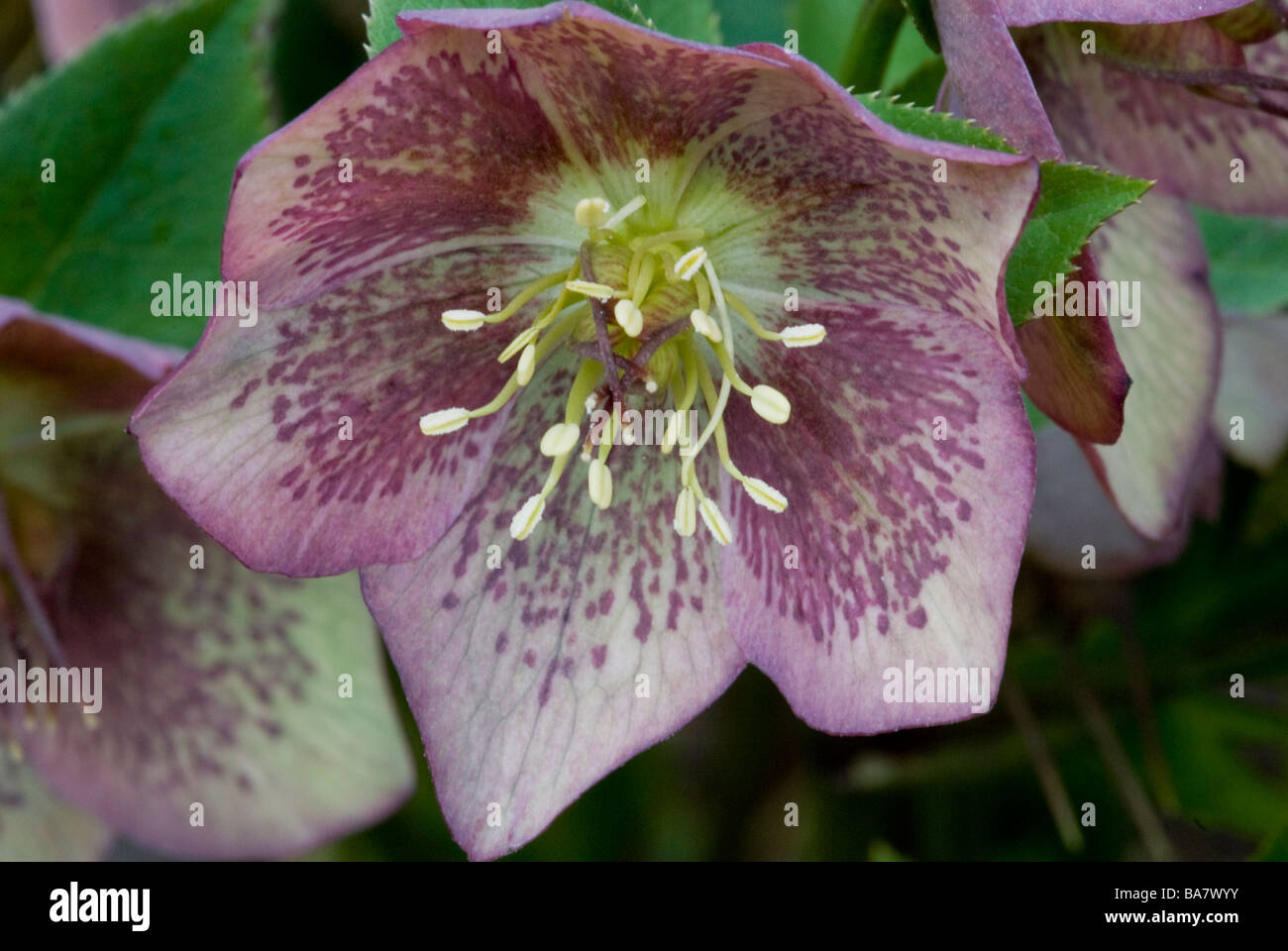 Helleborus Orientalis (pink form). Close up, Christmas Rose, Lenten ...