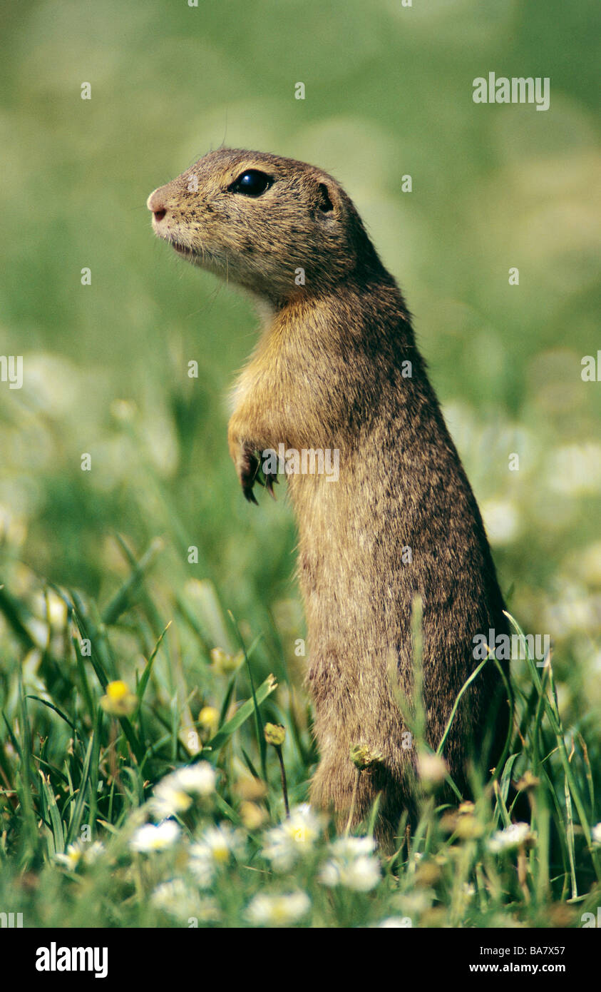 Souslik - standing on meadow / Citellus citellus Stock Photo - Alamy