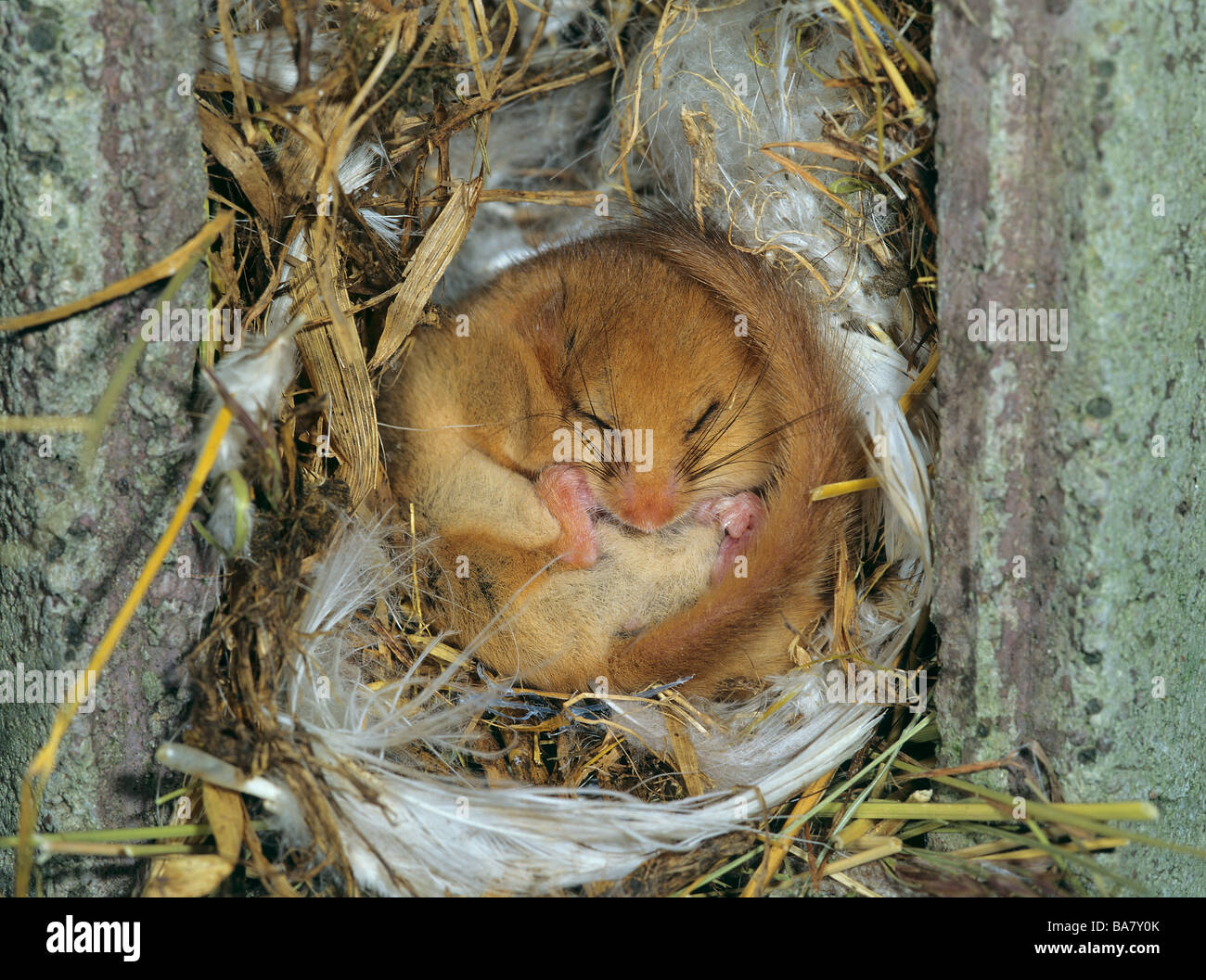 Dormouse hibernation sleeping hi-res stock photography and images - Alamy