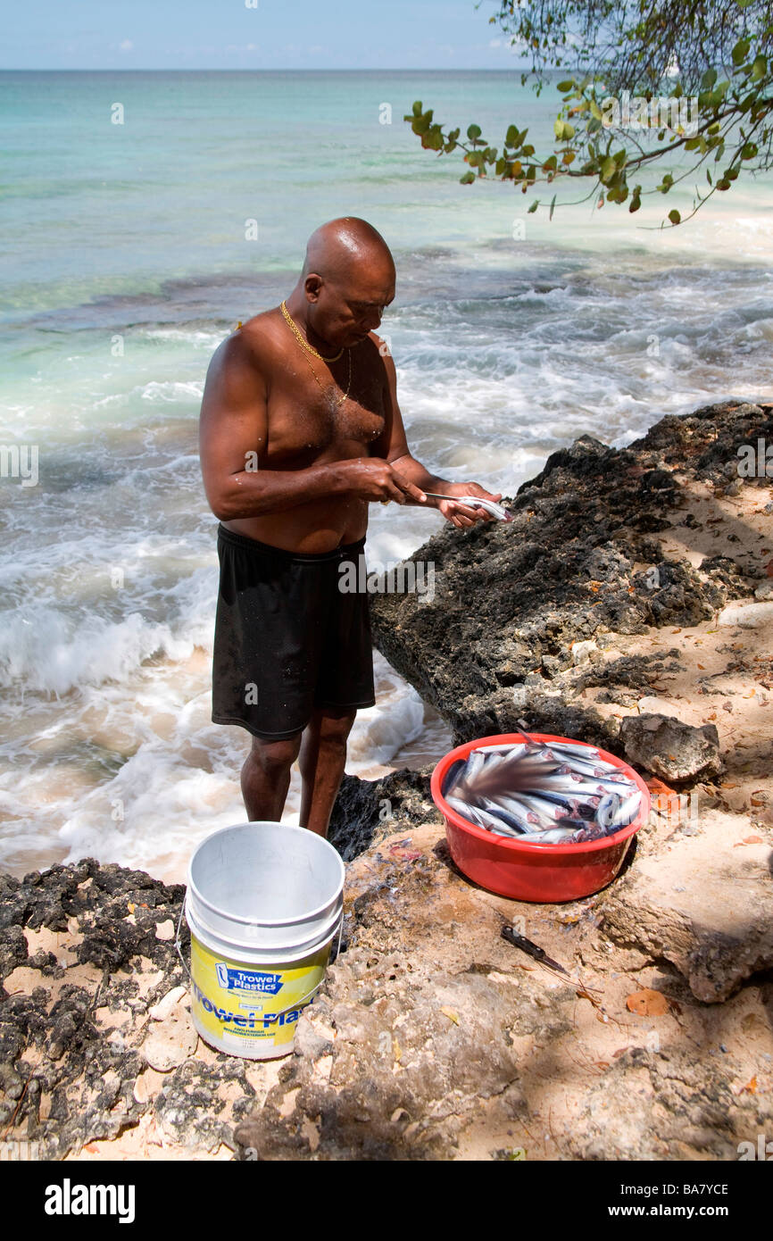 Barbados flying fish hi-res stock photography and images - Alamy