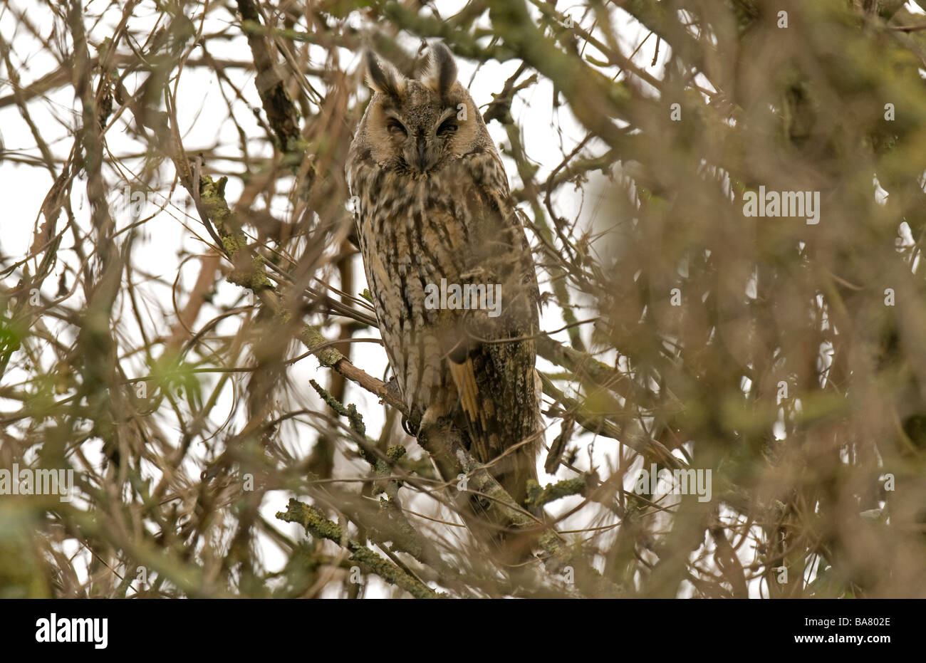 Roosting and bush hi-res stock photography and images - Alamy