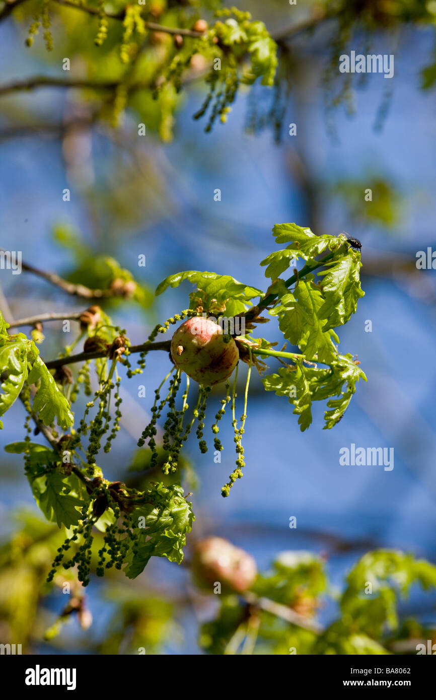 Oak apples hi-res stock photography and images - Alamy