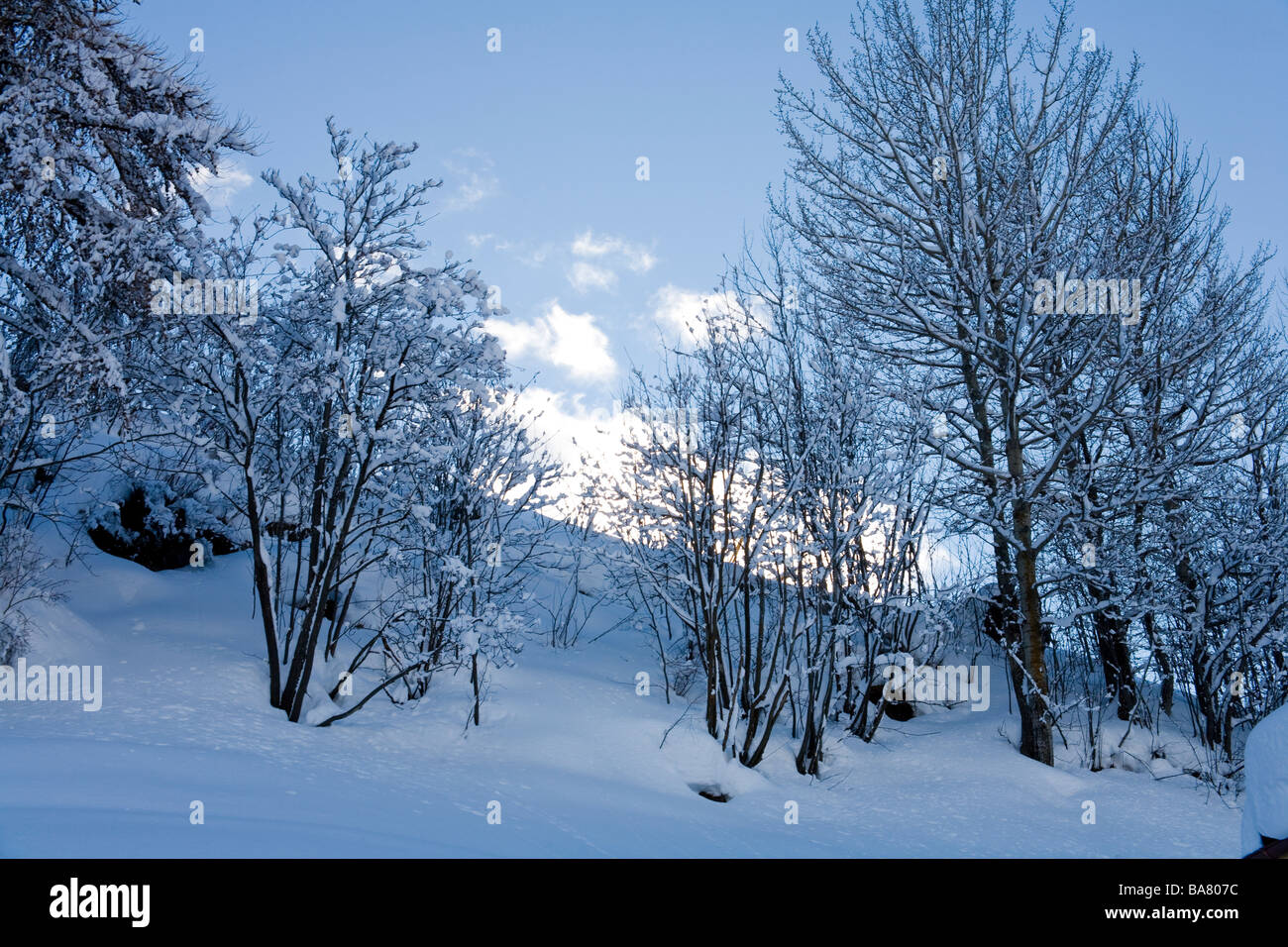 Alpine forest hi-res stock photography and images - Alamy