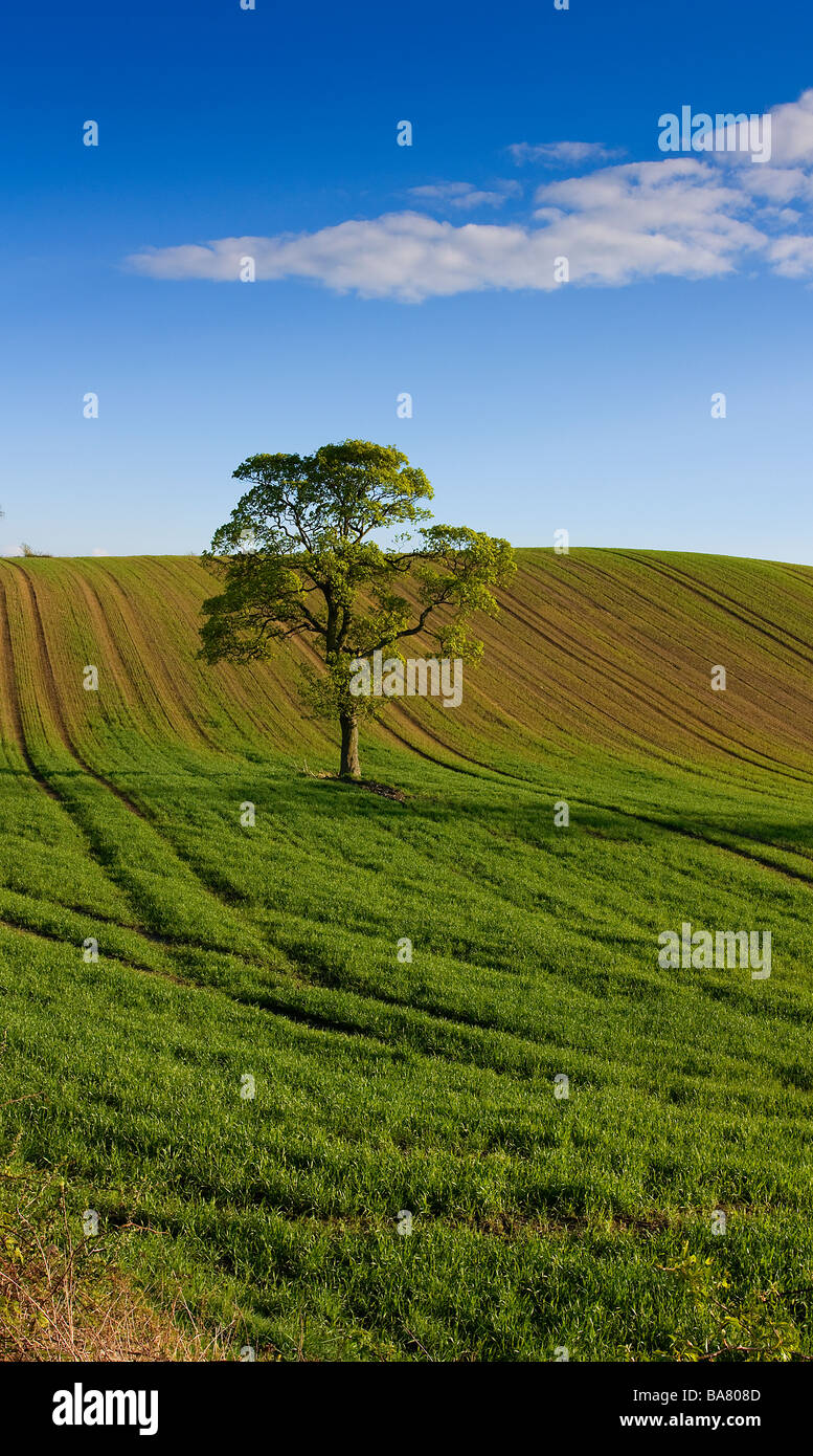 Lonely tree in field depicting the start of spring Stock Photo - Alamy