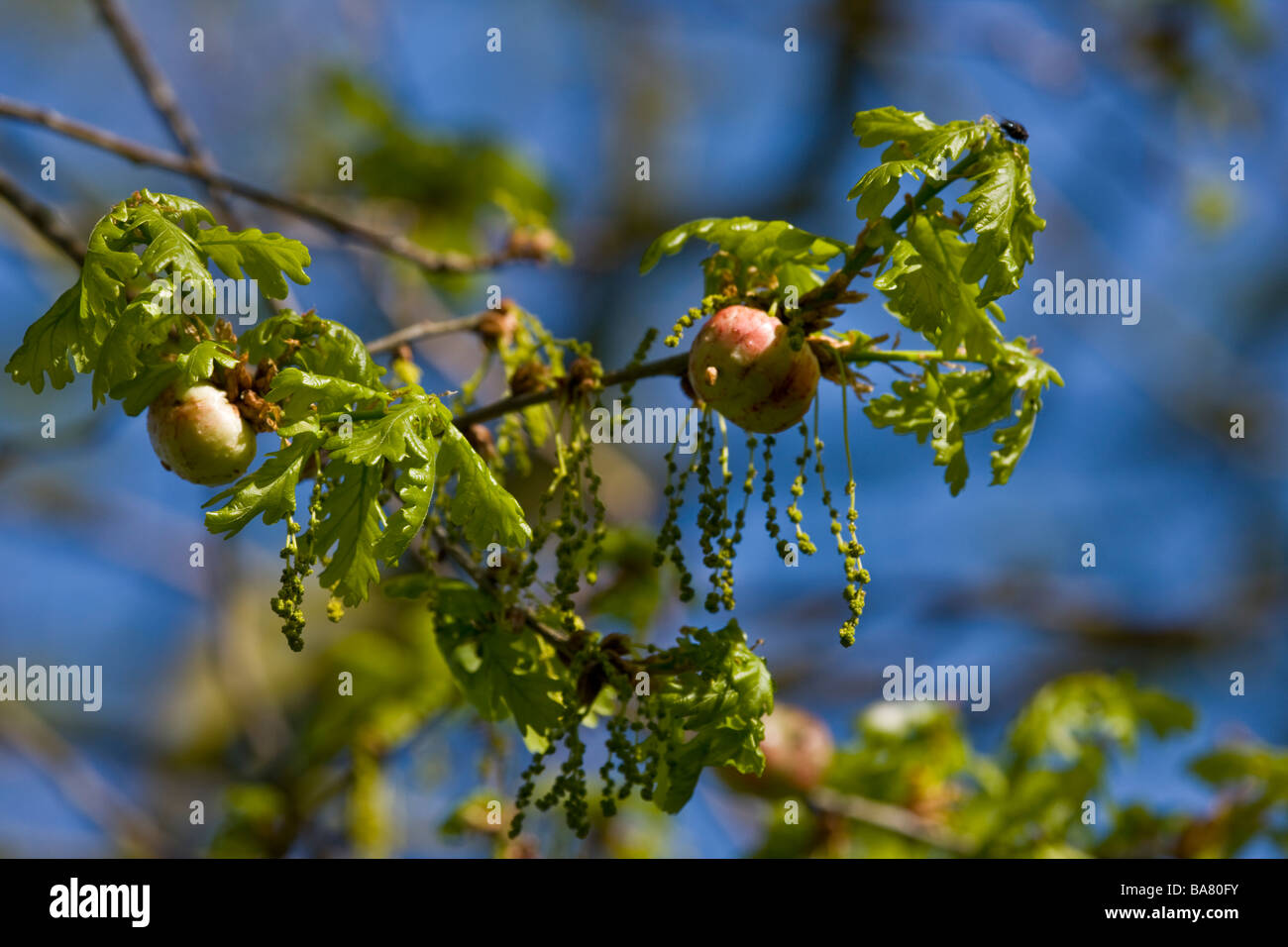 Oak apples hi-res stock photography and images - Alamy