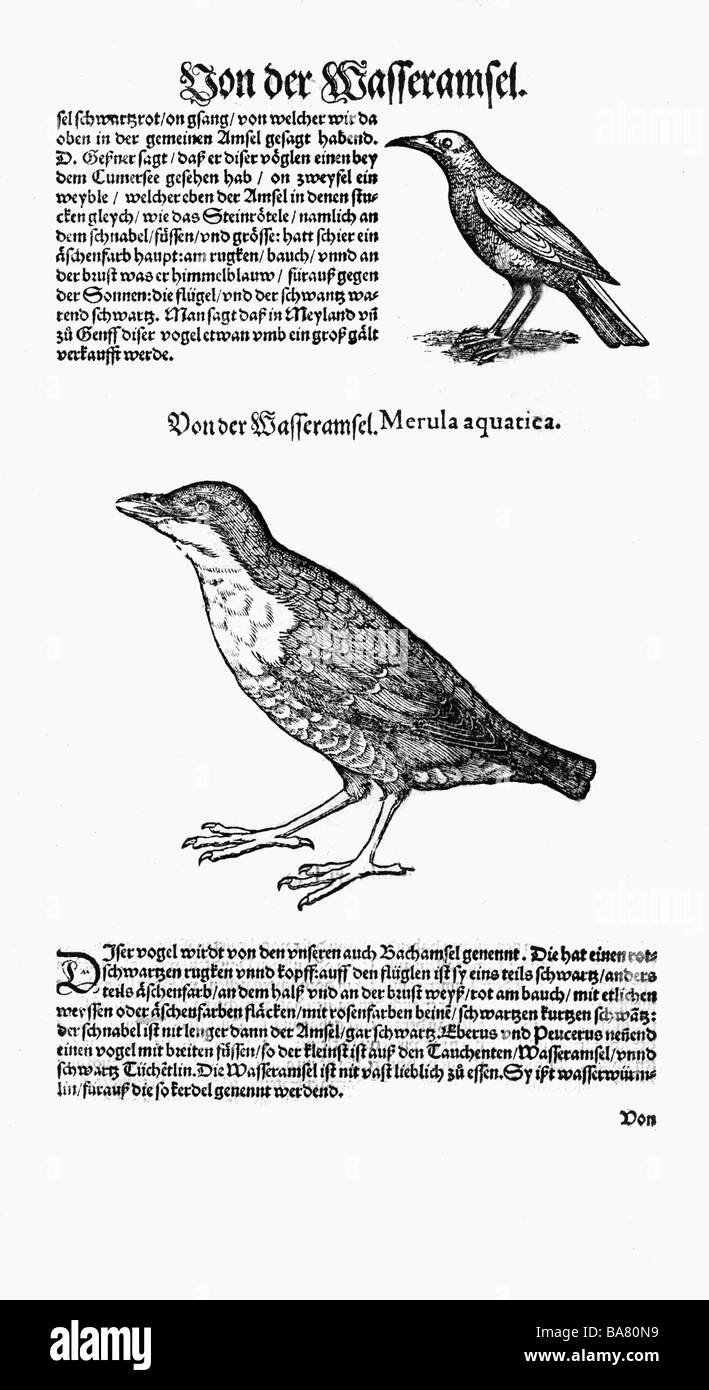 The blue thrush Black and White Stock Photos & Images - Alamy