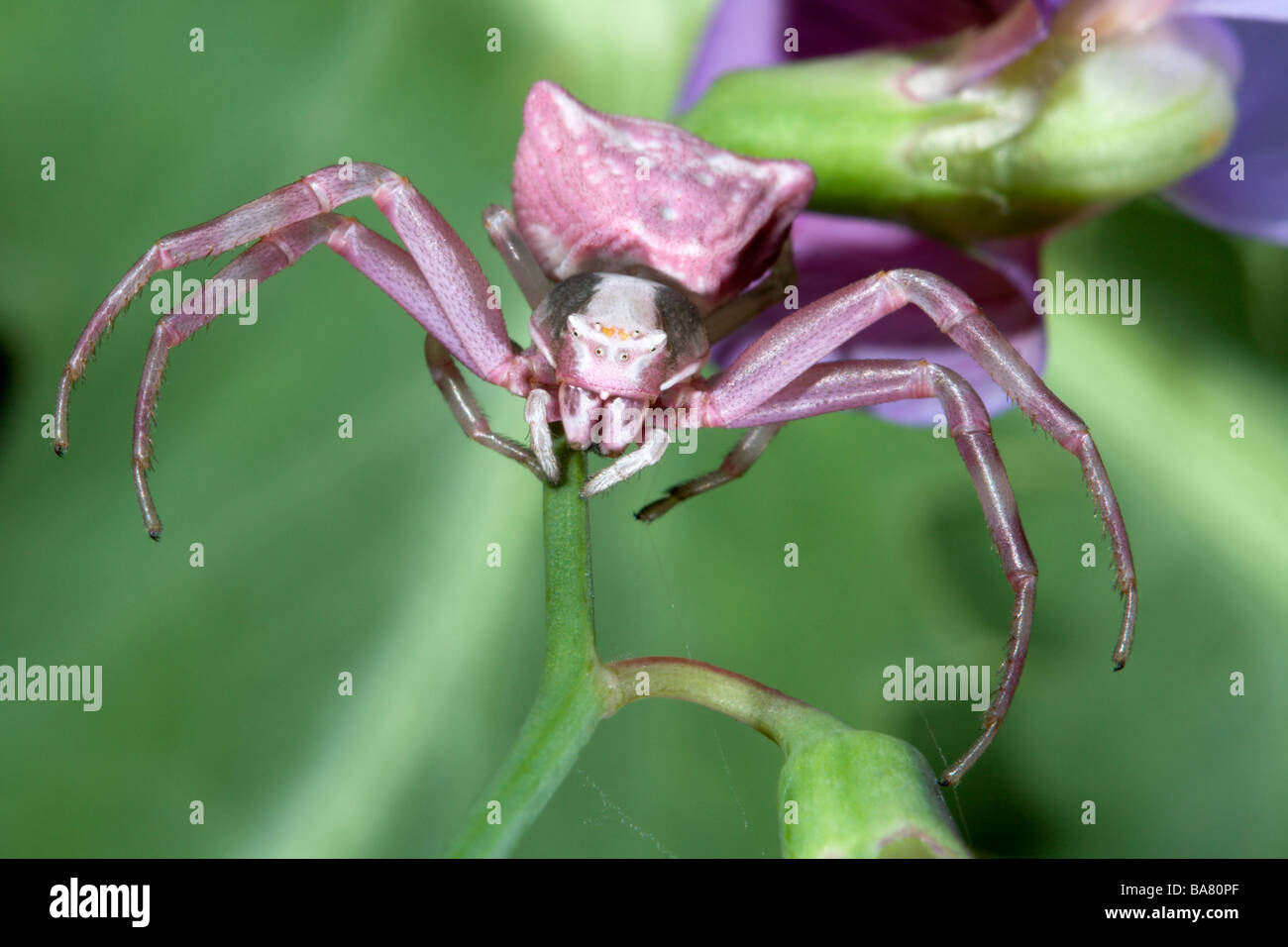European spider crab hi-res stock photography and images - Alamy