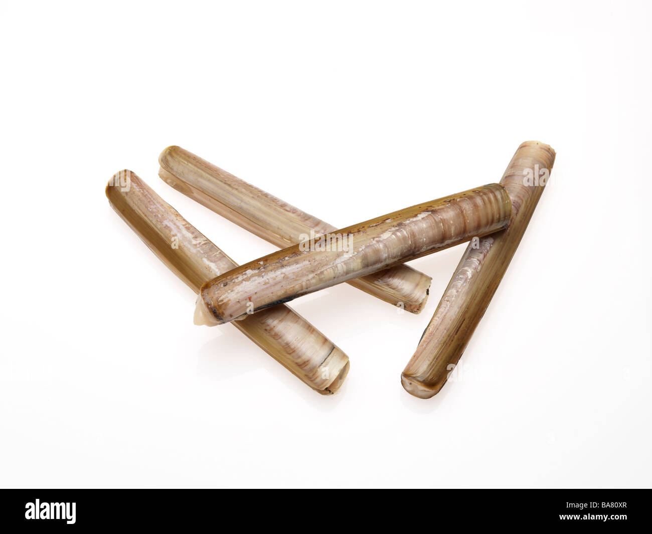 Giant giant clams hi-res stock photography and images - Alamy