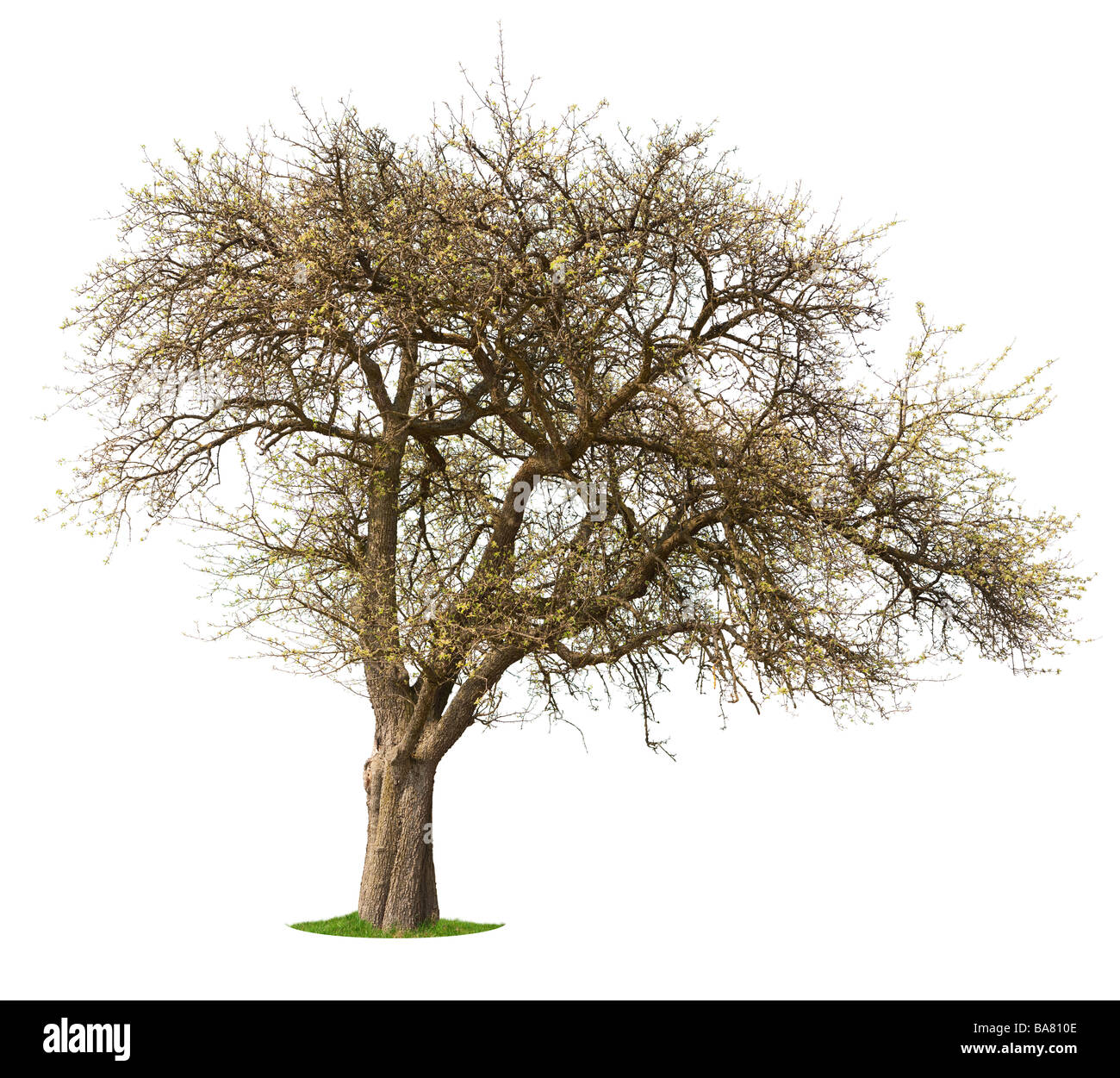 Apple tree in early Spring isolated against white Stock Photo - Alamy
