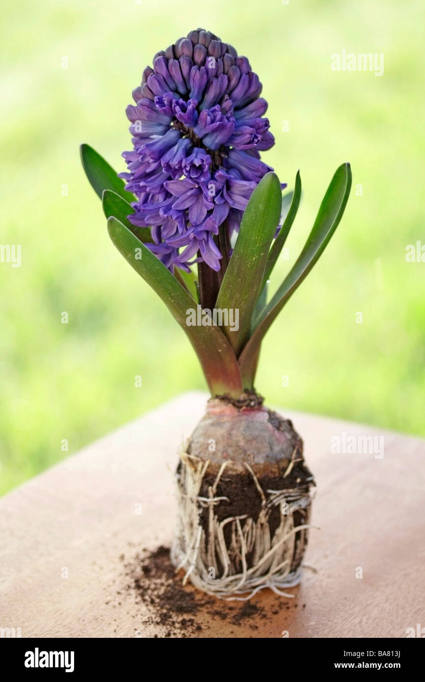 Hyacinth bulb roots hi-res stock photography and images - Alamy