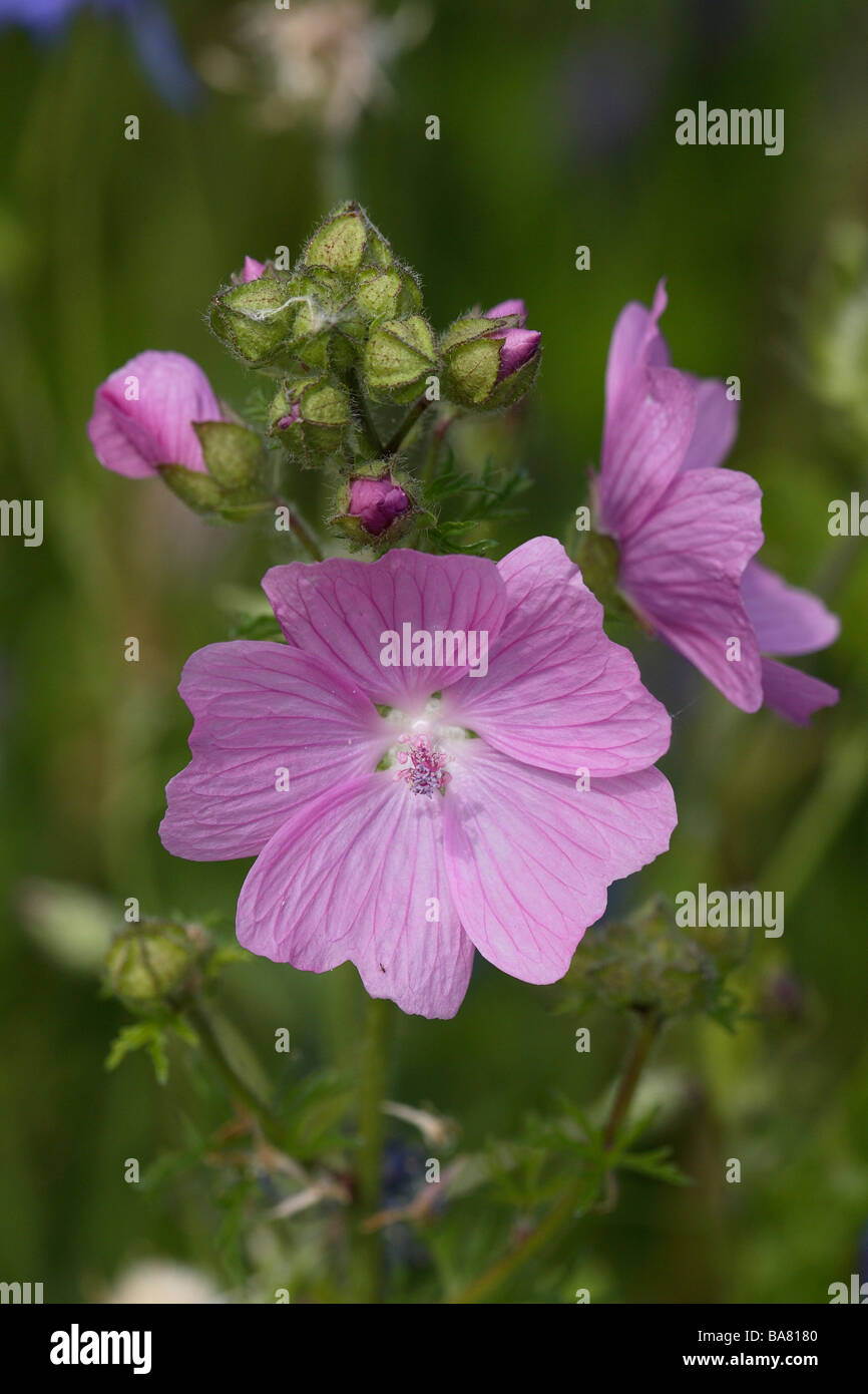 Neglecta plants hi-res stock photography and images - Alamy