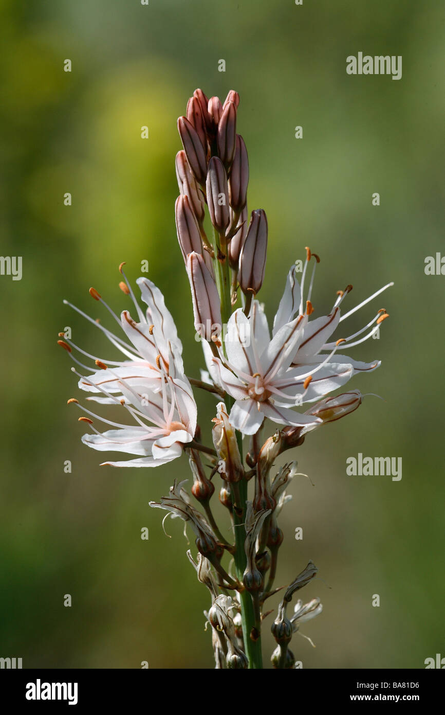 White Affodill Asphodelus albus blooms close-up Stock Photo - Alamy