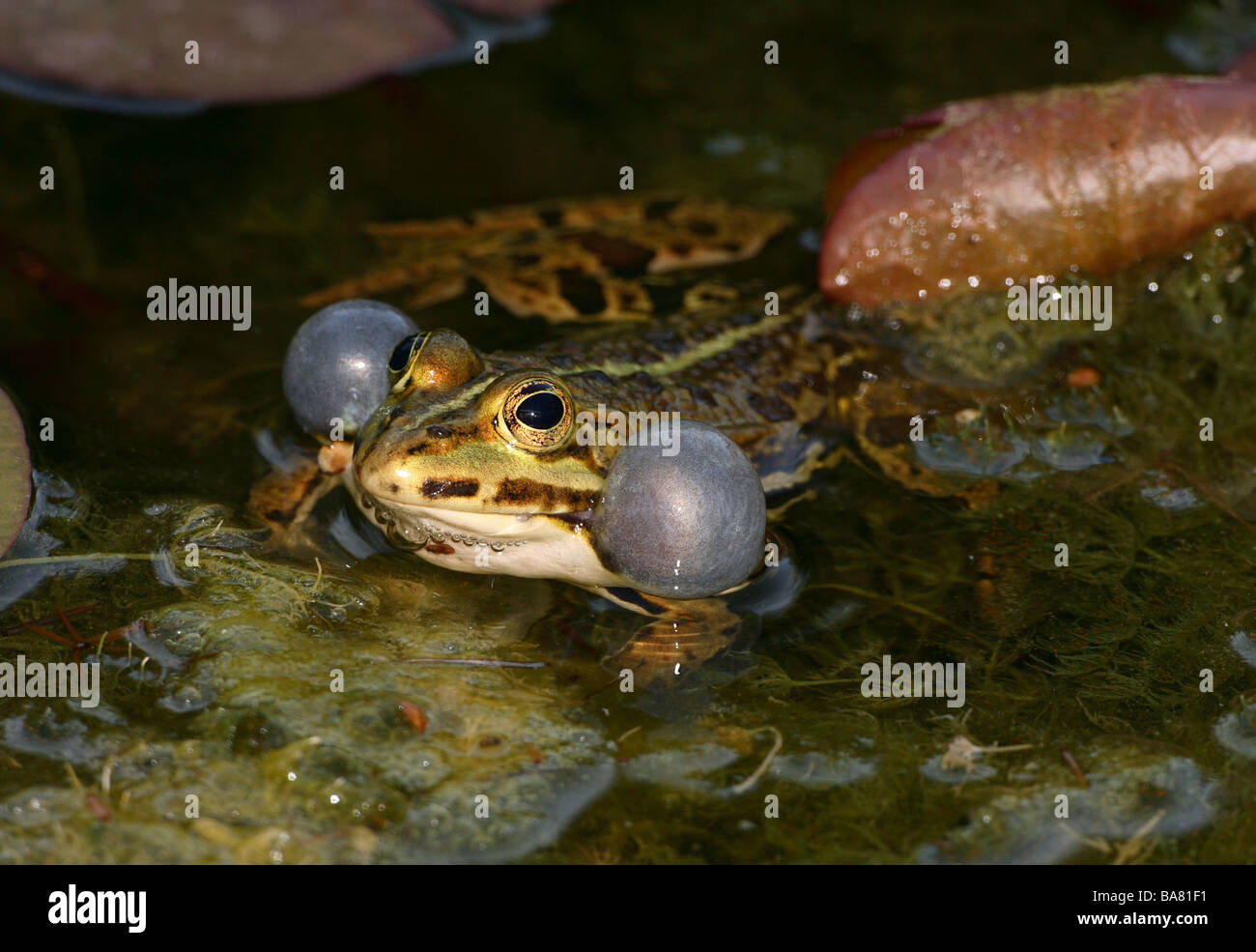 Quack hi-res stock photography and images - Alamy