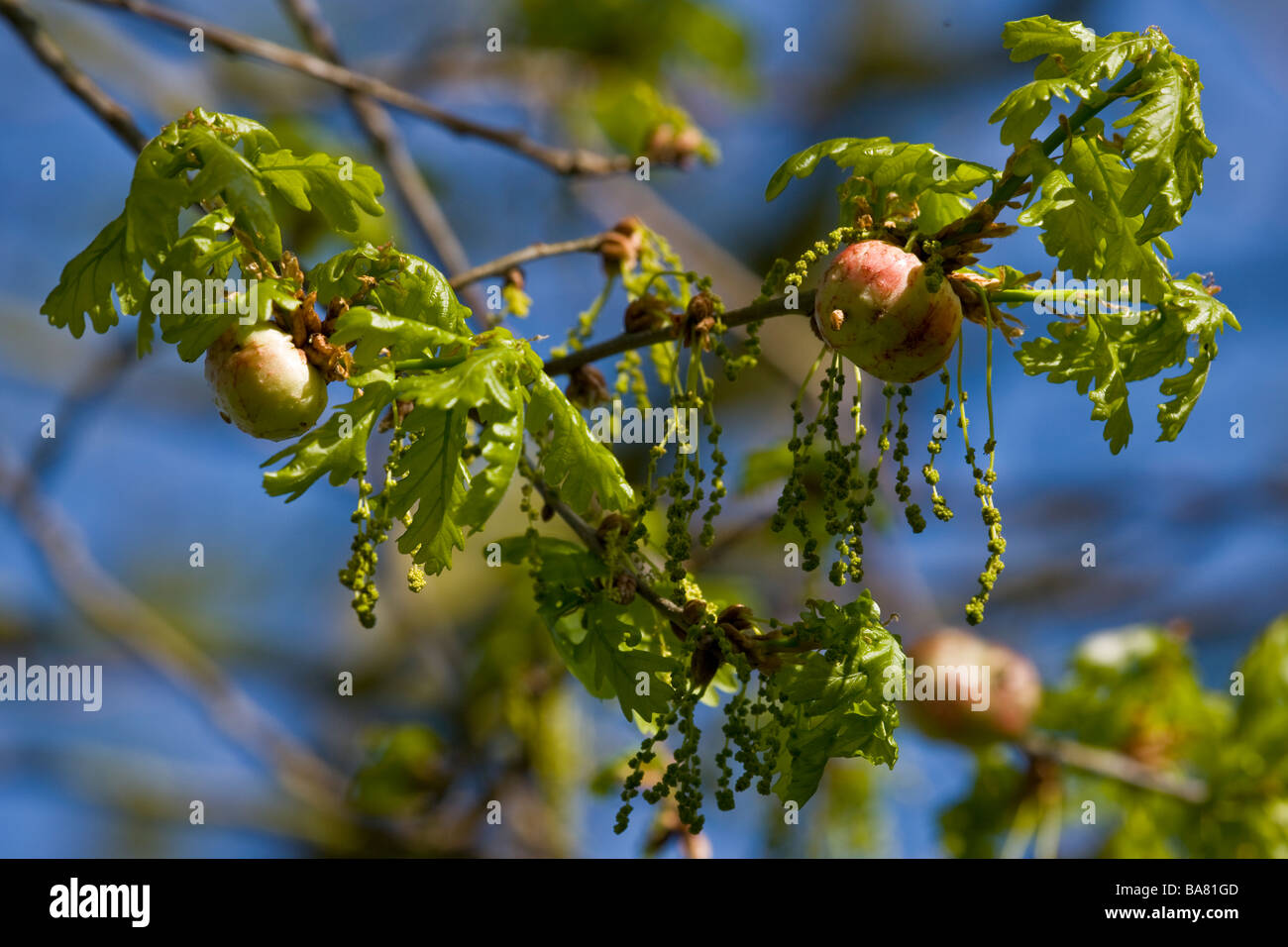 Oak apples hi-res stock photography and images - Alamy