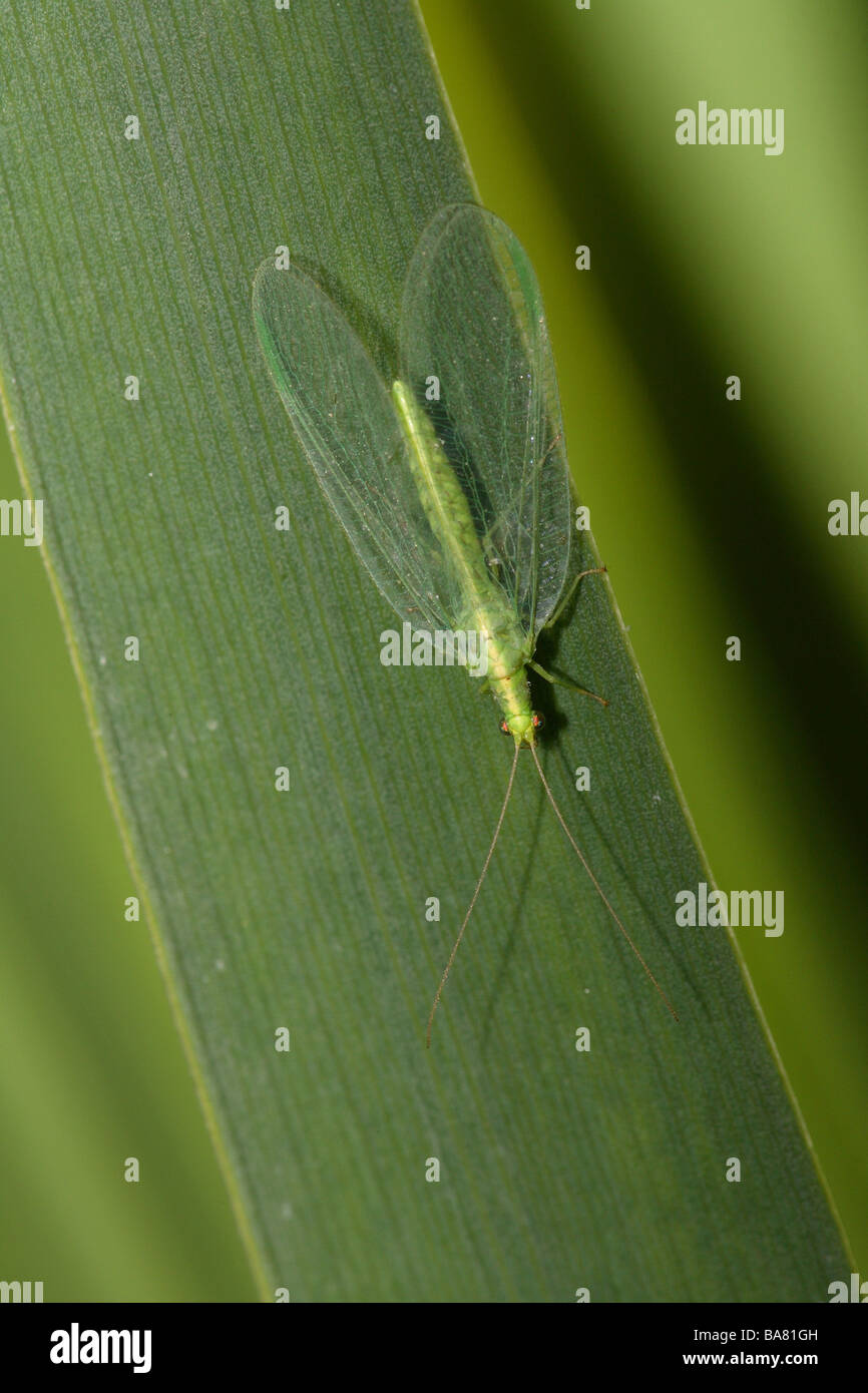 Chrysopa Perla High Resolution Stock Photography and Images - Alamy