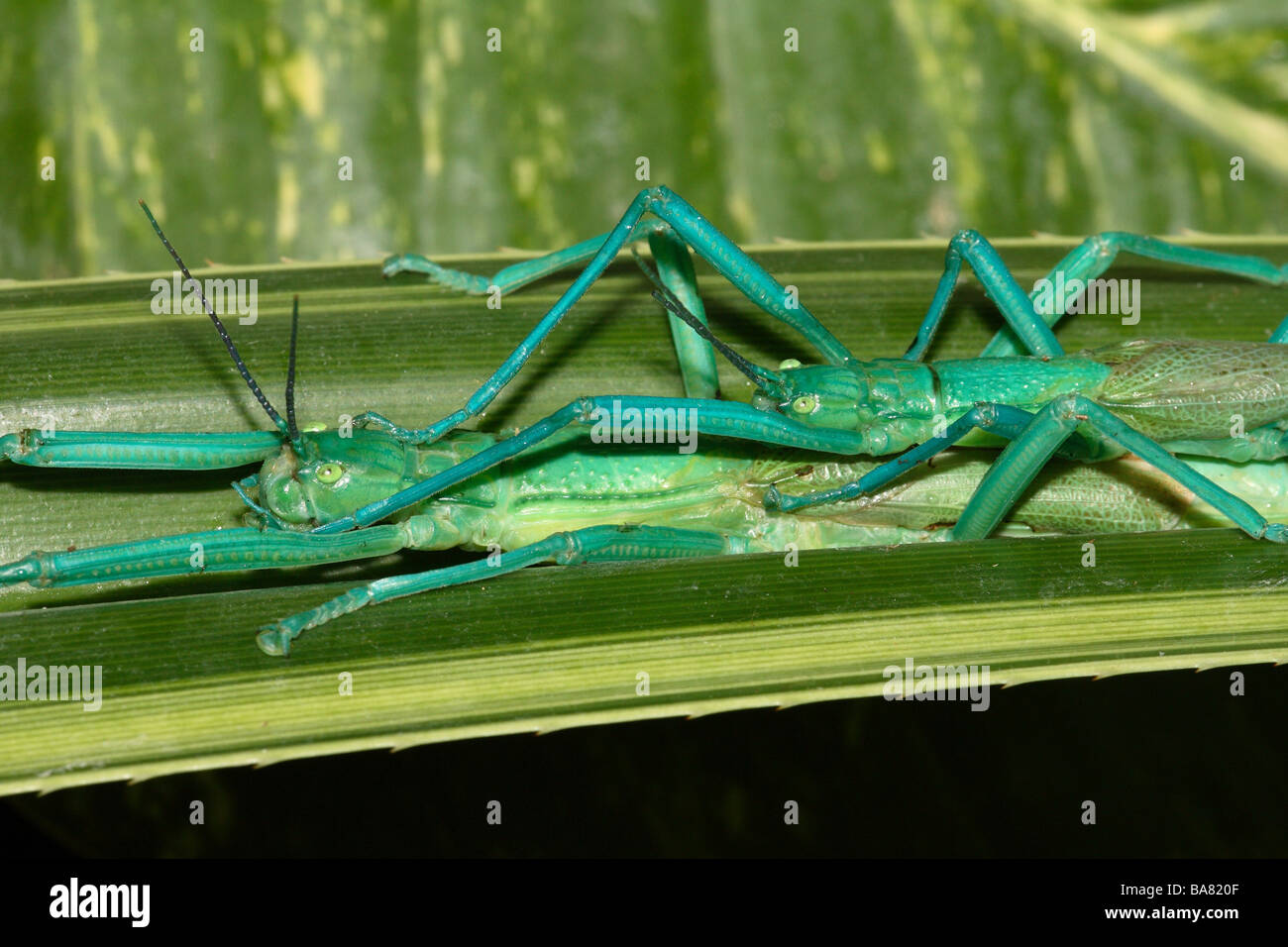 Ghost Locusts High Resolution Stock Photography and Images - Alamy