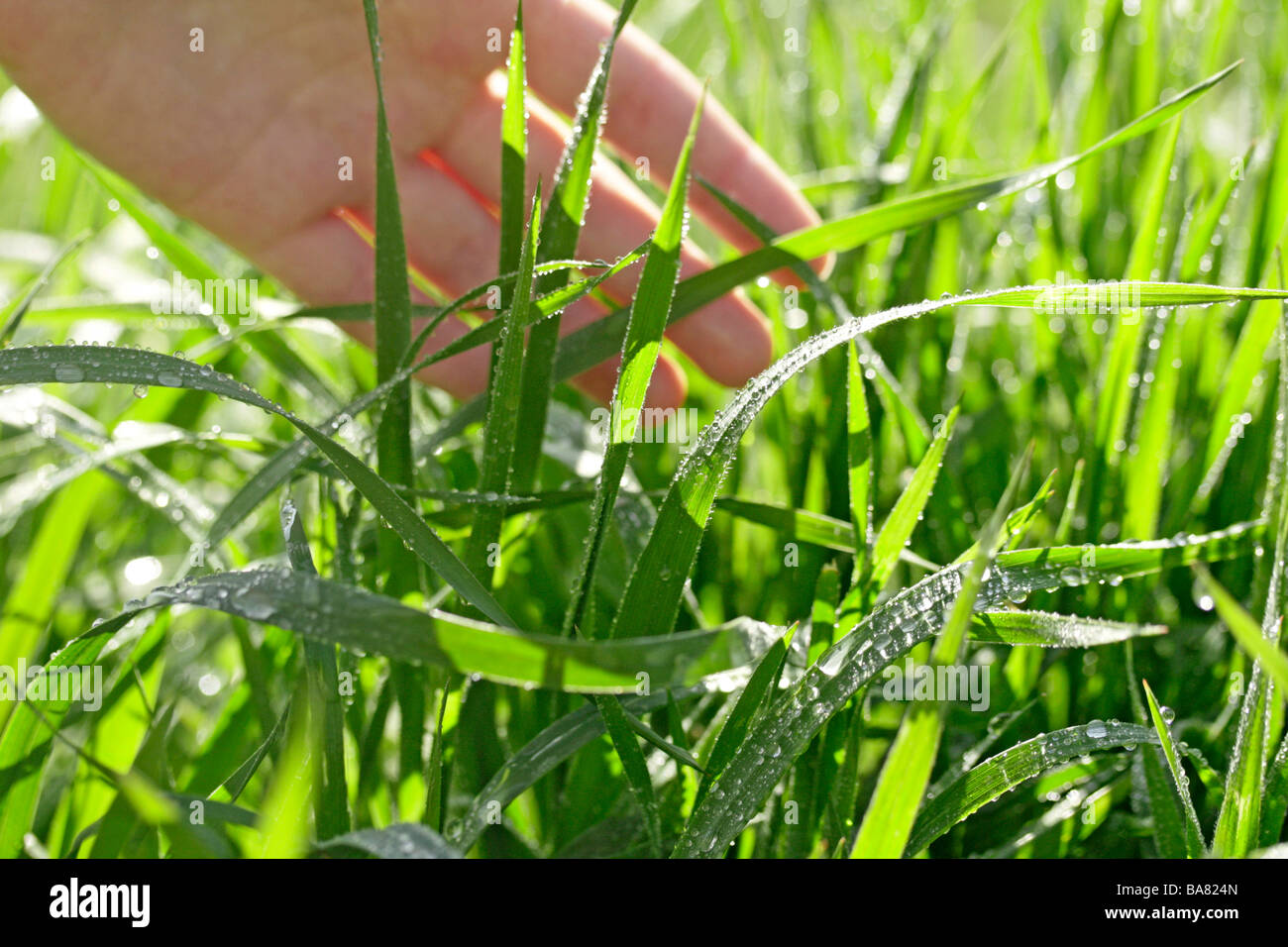 Grass and hand Stock Photo - Alamy