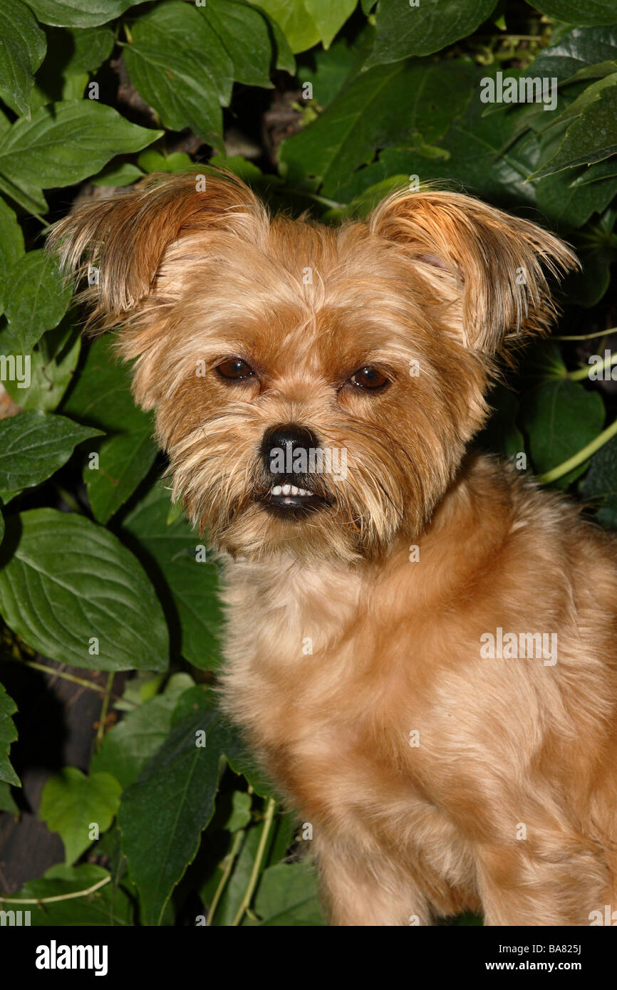 Half dog hi-res stock photography and images - Alamy