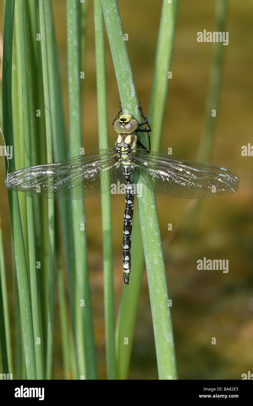 King dragonflies hi-res stock photography and images - Alamy