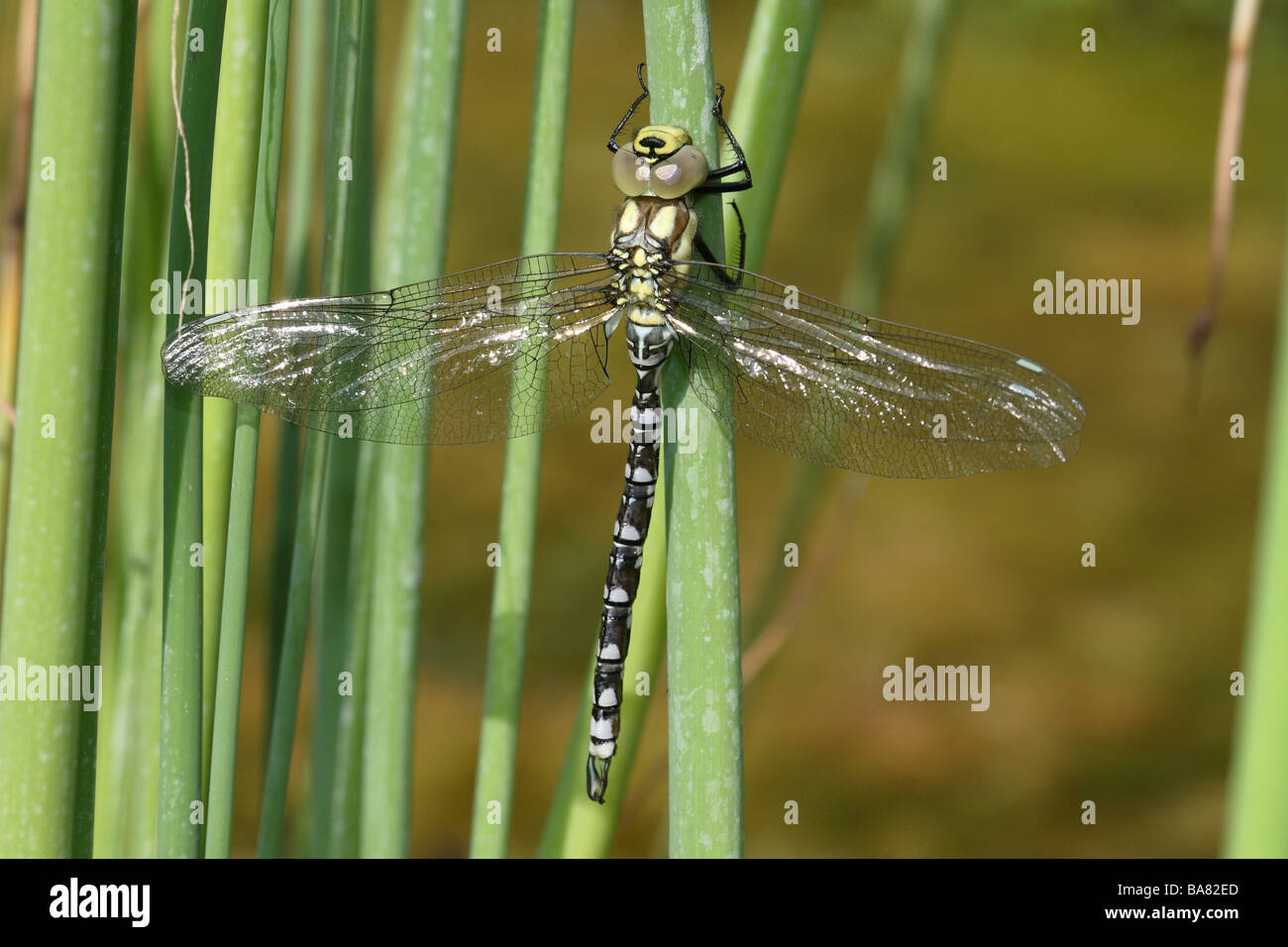 Big king-dragonfly Anax imperator Stock Photo - Alamy