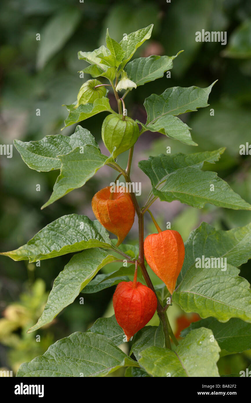Lampionpflanze hi-res stock photography and images - Alamy