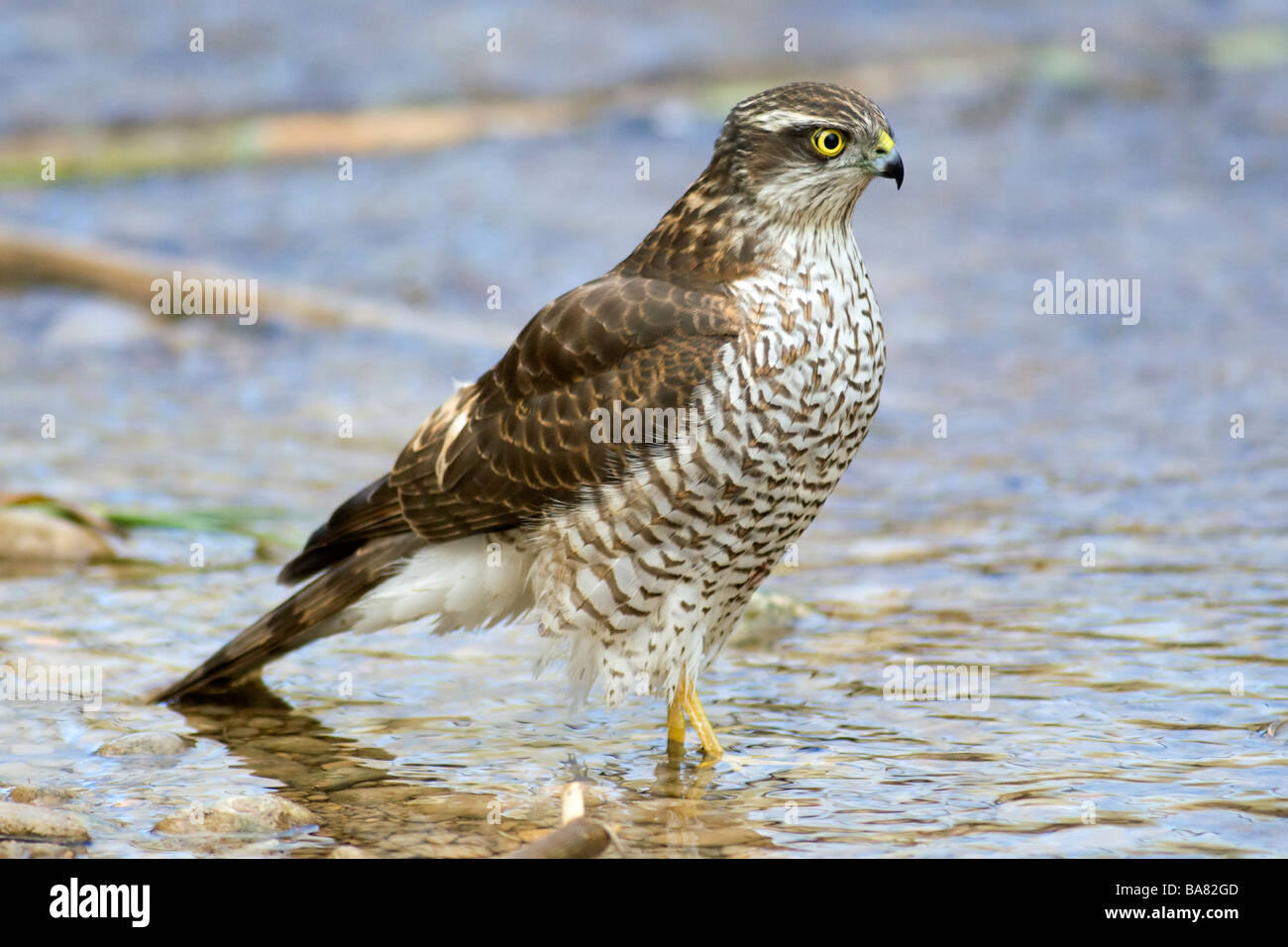 Eurasian Sparrowhawk