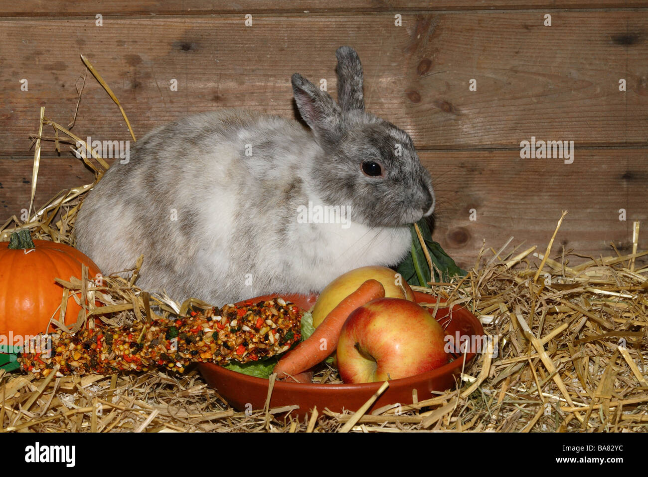 Dwarf-rabbits feed fruit vegetables animal-food Stock Photo - Alamy