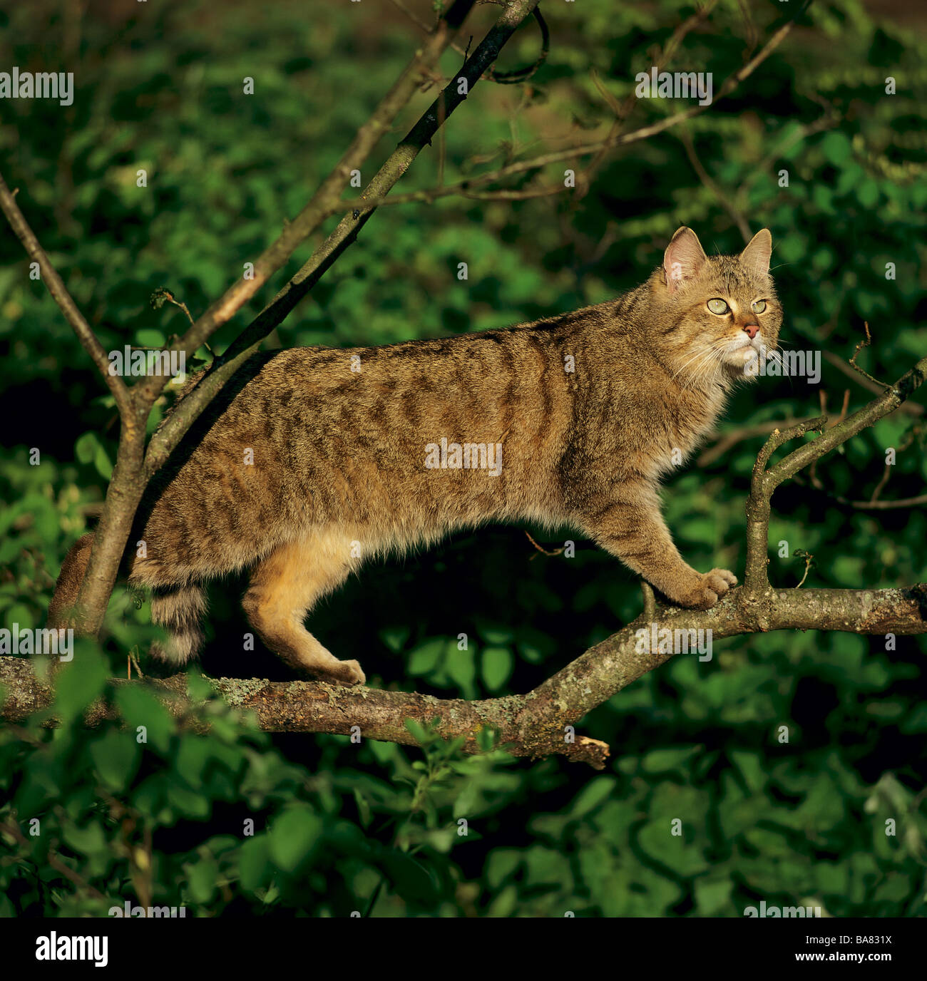 European Wildcat - standing on branch / Felis silvestris Stock Photo ...