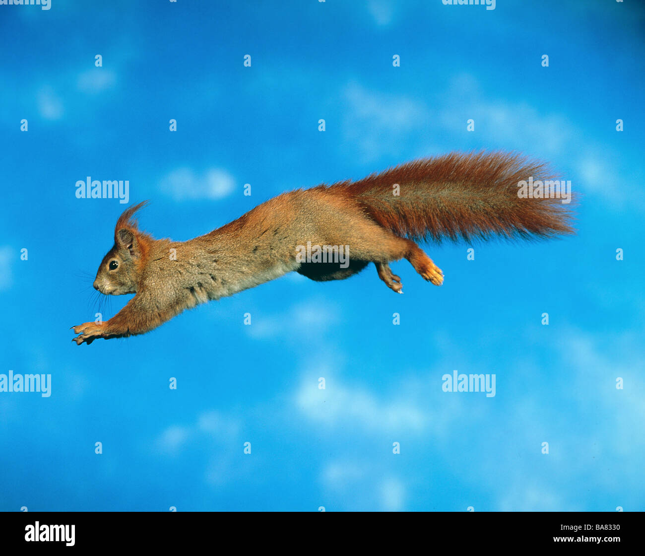 European Red Squirrel - jumping / Sciurus vulgaris Stock Photo - Alamy