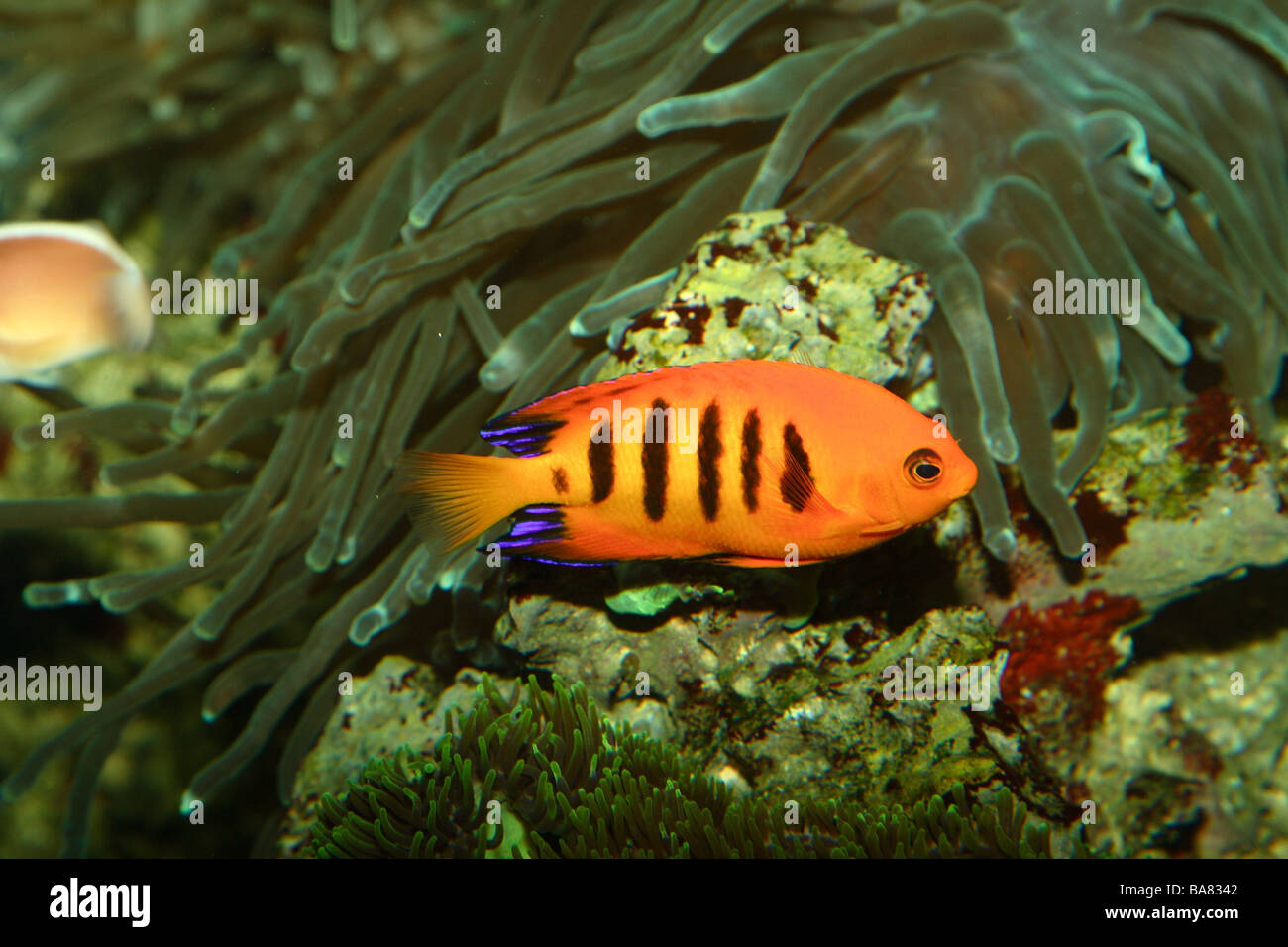 Flame dwarf emperor fishes hi-res stock photography and images - Alamy