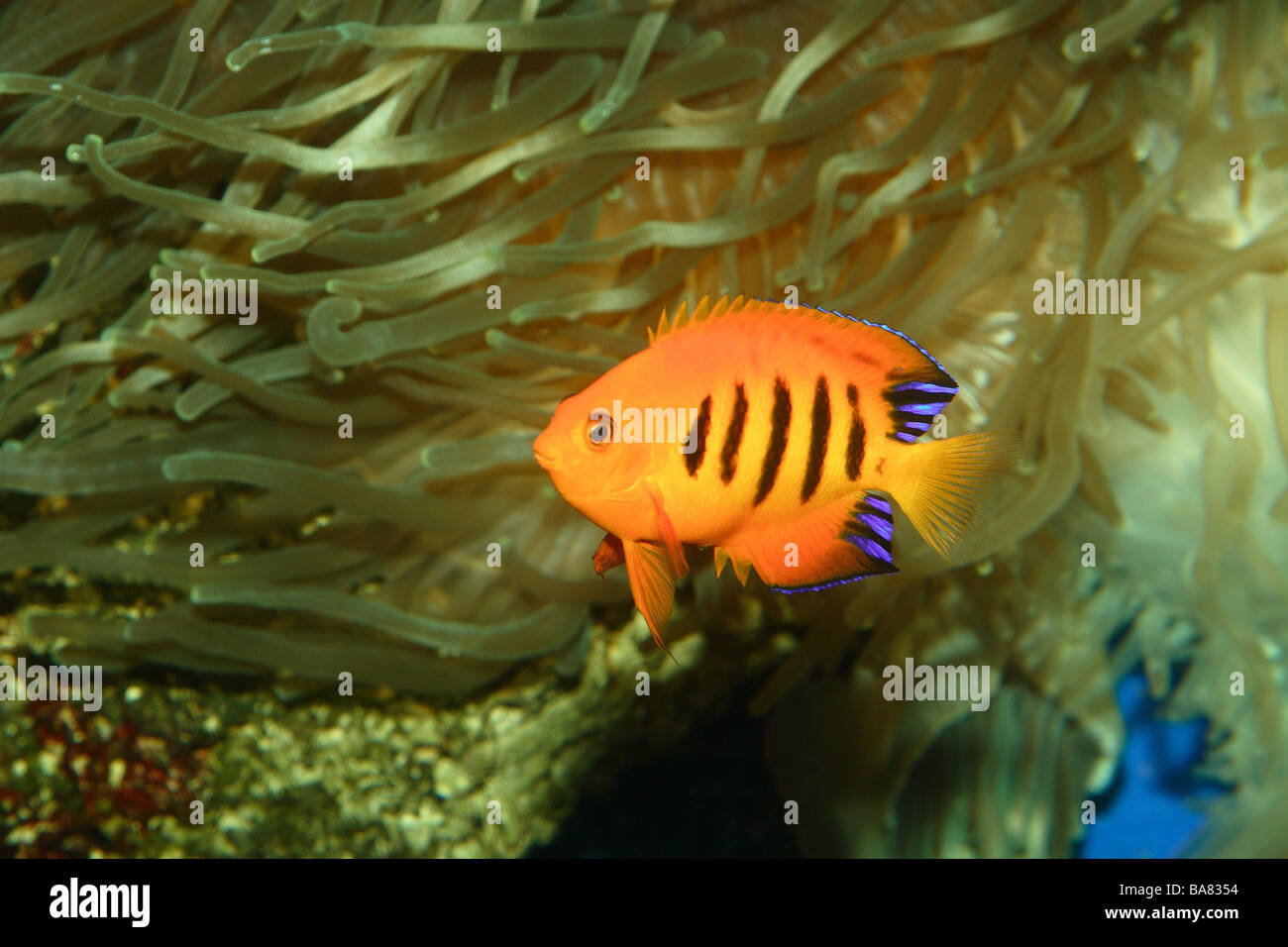 Flame duke fishes hi-res stock photography and images - Alamy